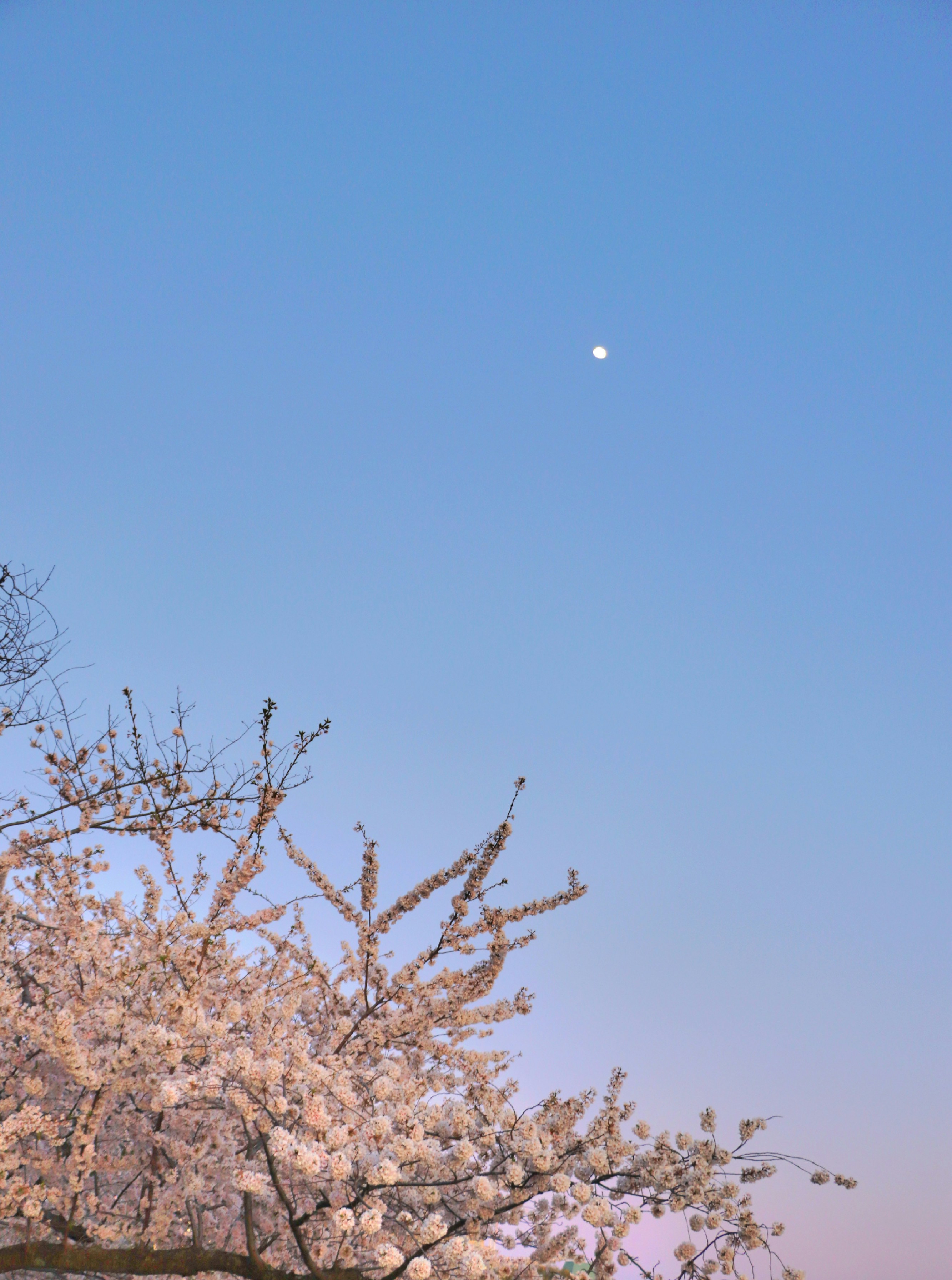 Moon Over Blossom Hooked Branches at Dusk