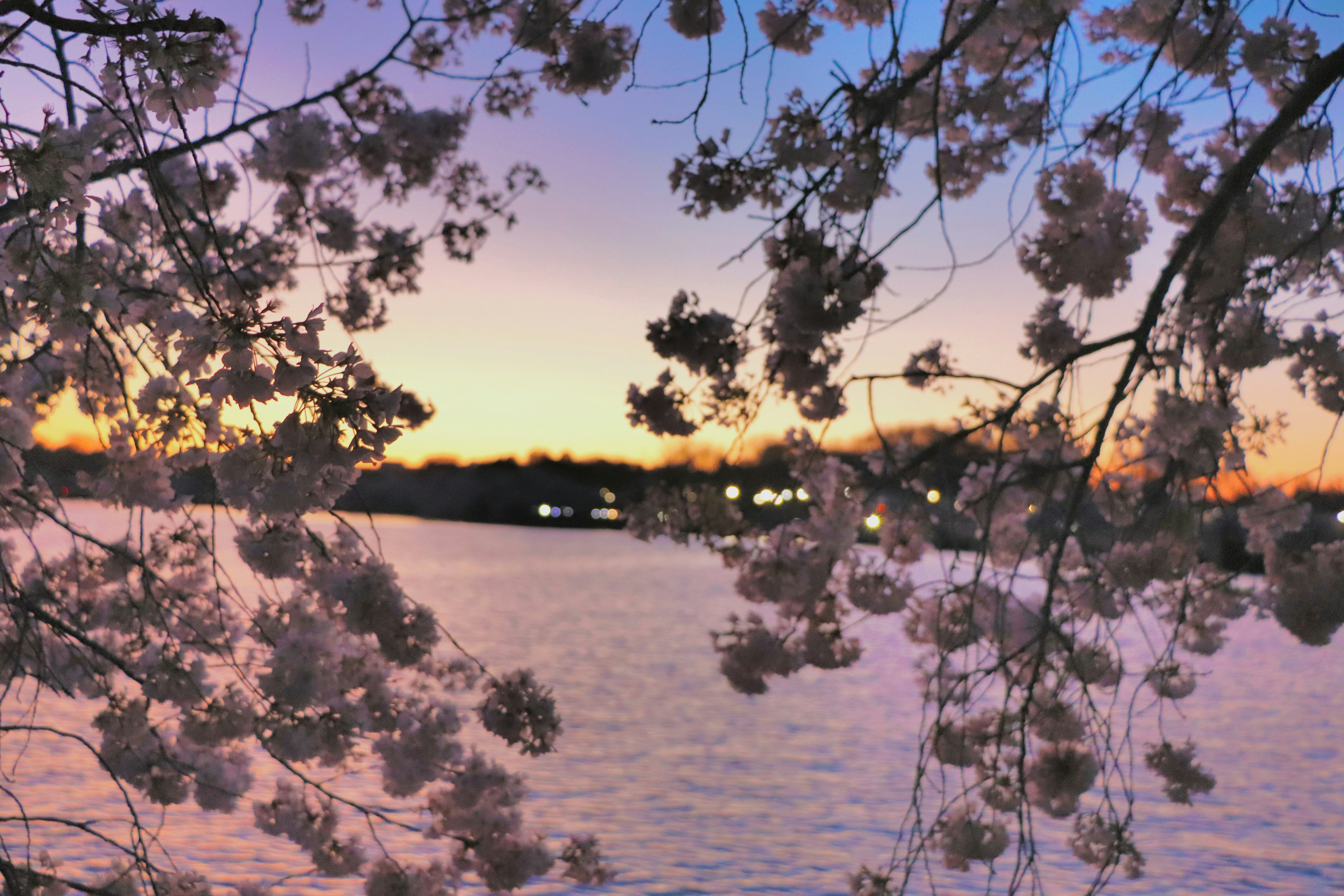 Silhouetted blossoms frame a tranquil lakeside sunset
