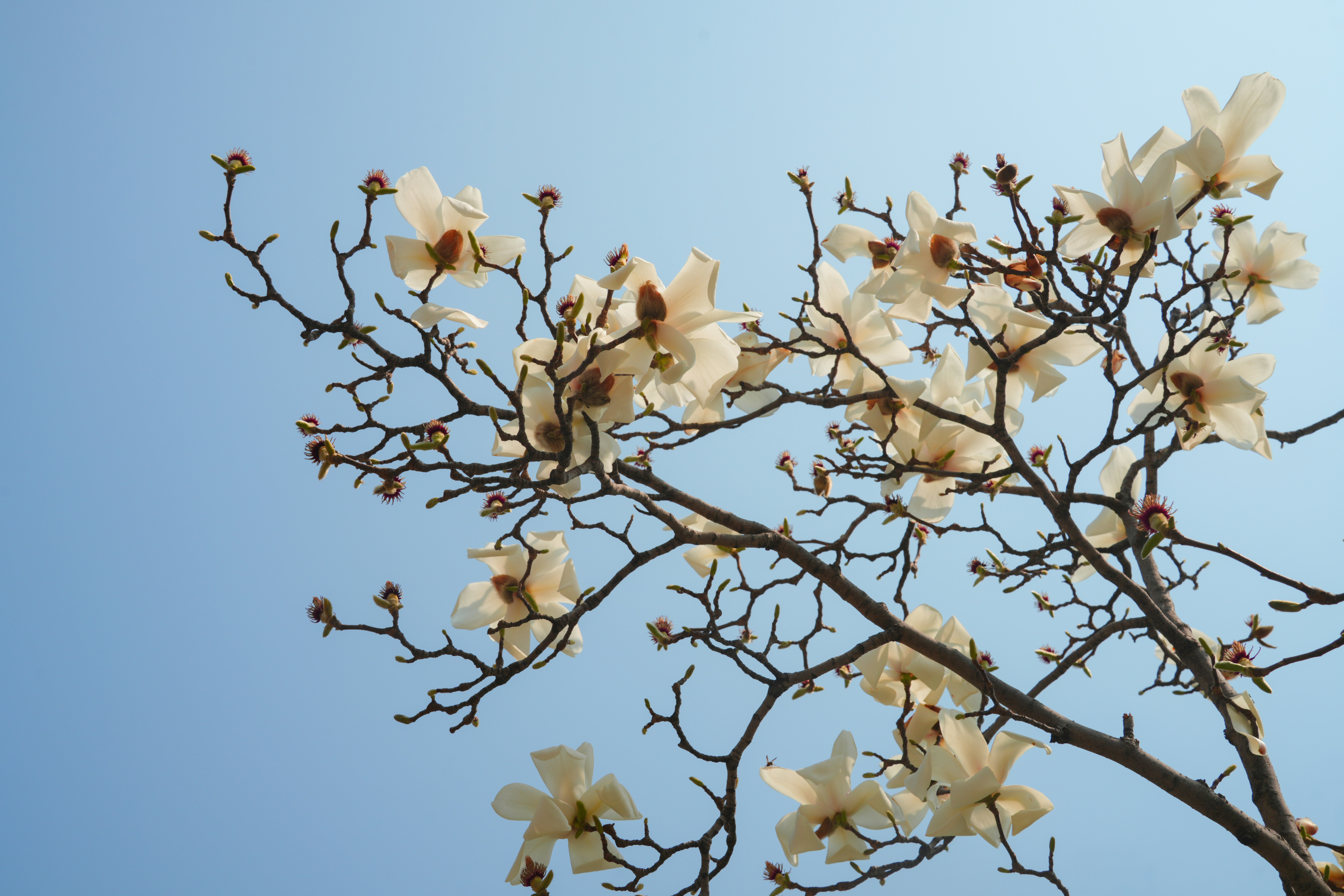 Branching Bloom Against a Clear Blue Sky