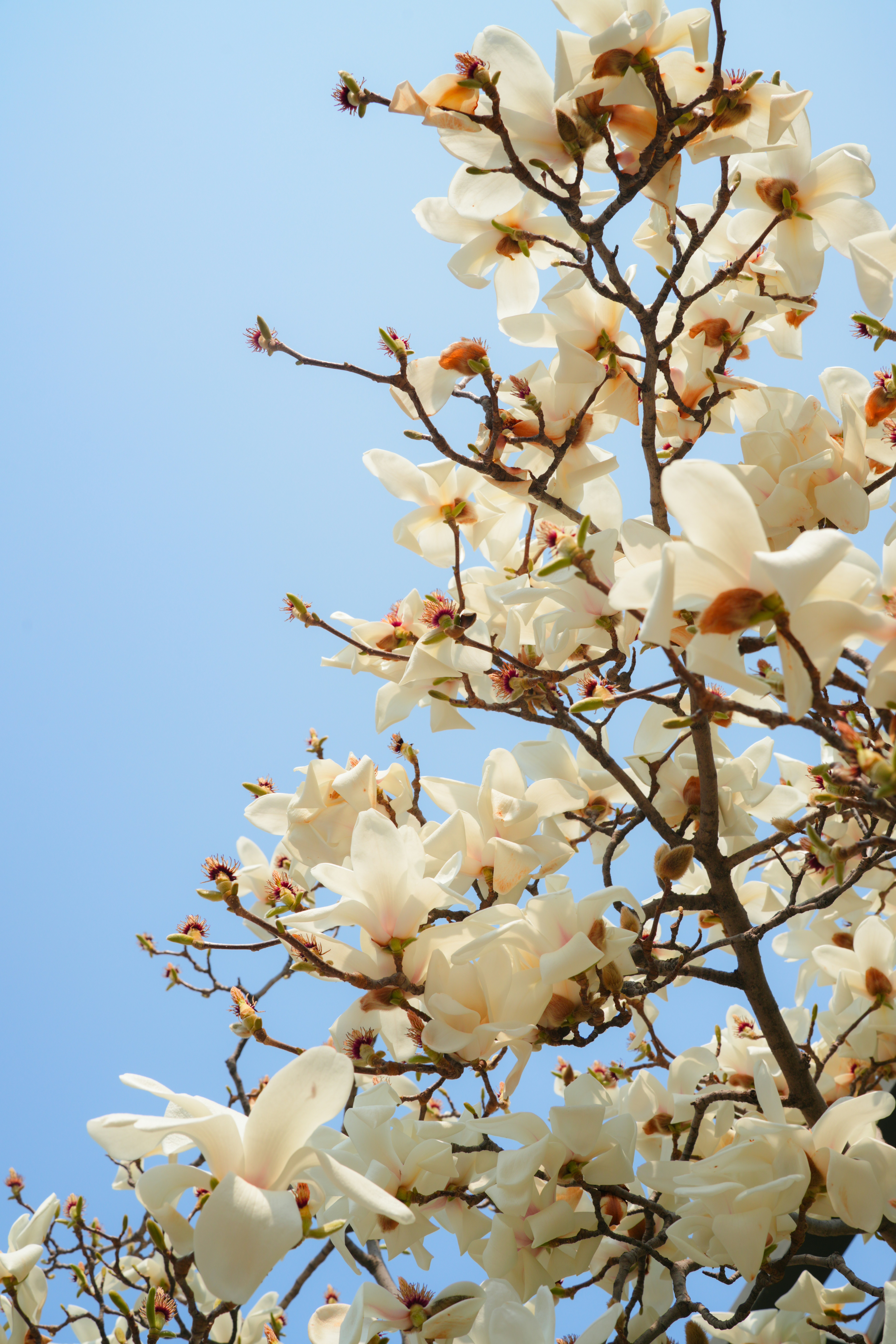 Creamy Magnolia Bloom Against a Clear Blue Sky