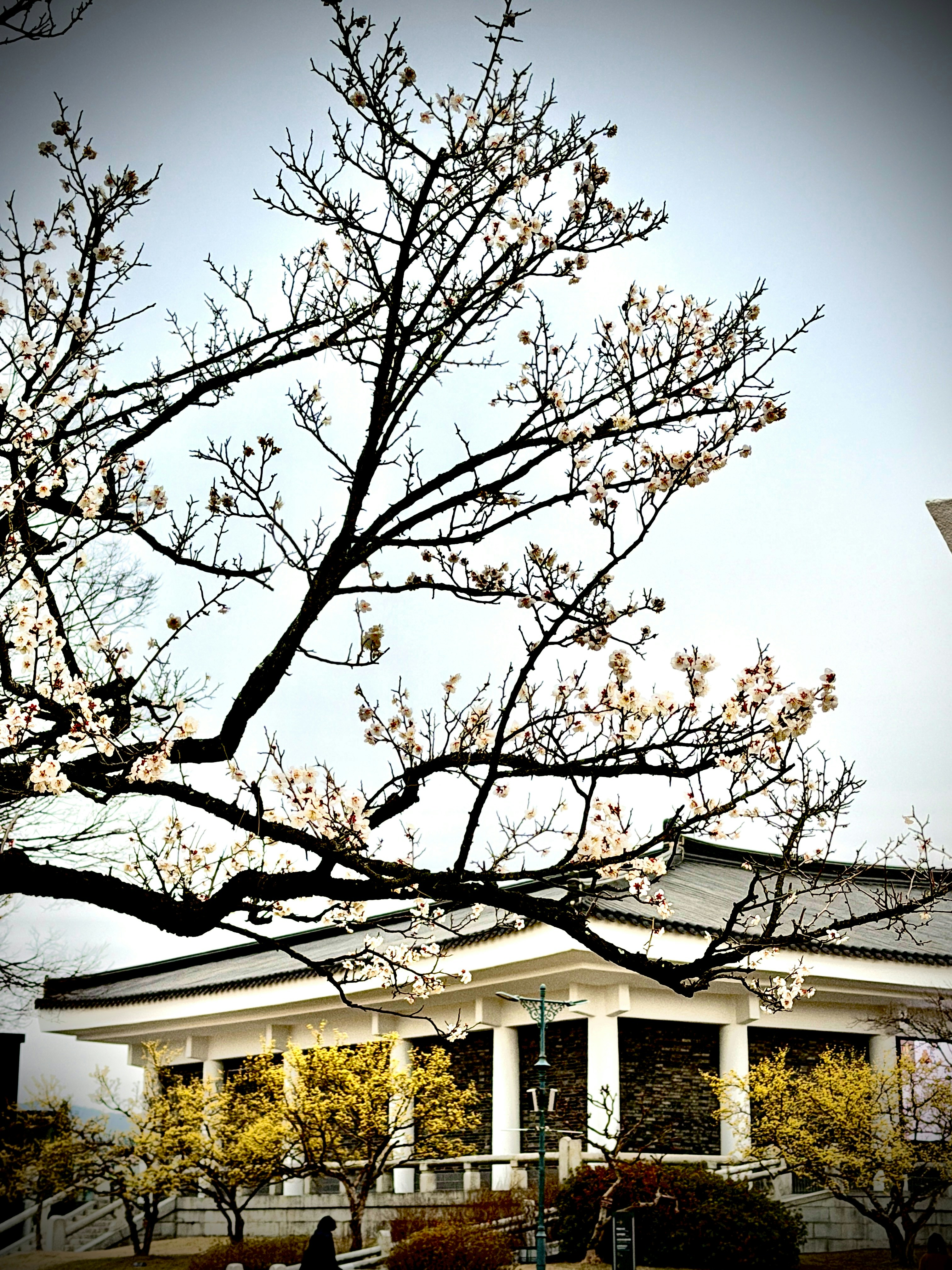 Blossoms Above a Quiet Campus Building
