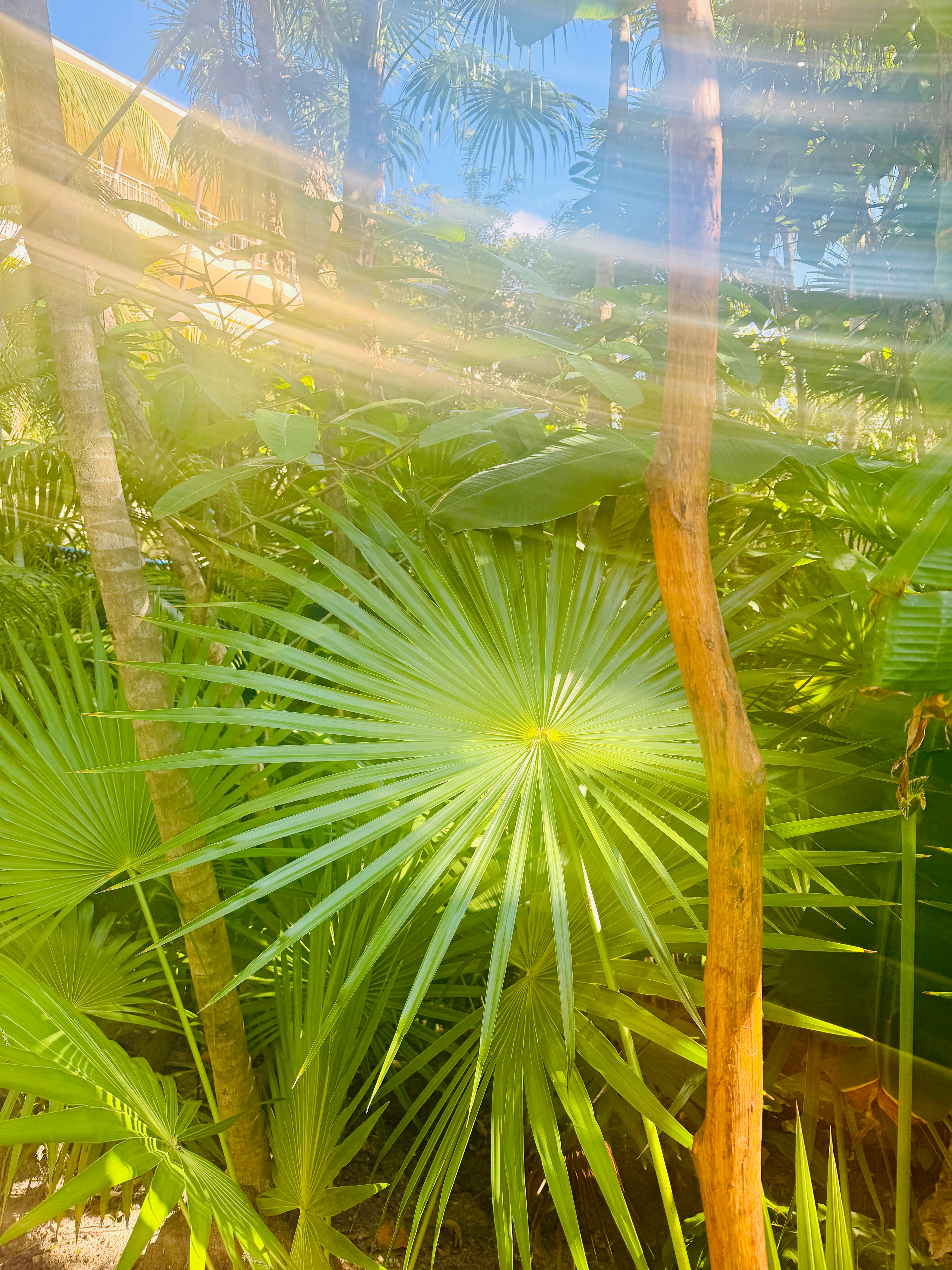 Sunlit Jungle Fan: A Glimpse Through Verdant Leaves