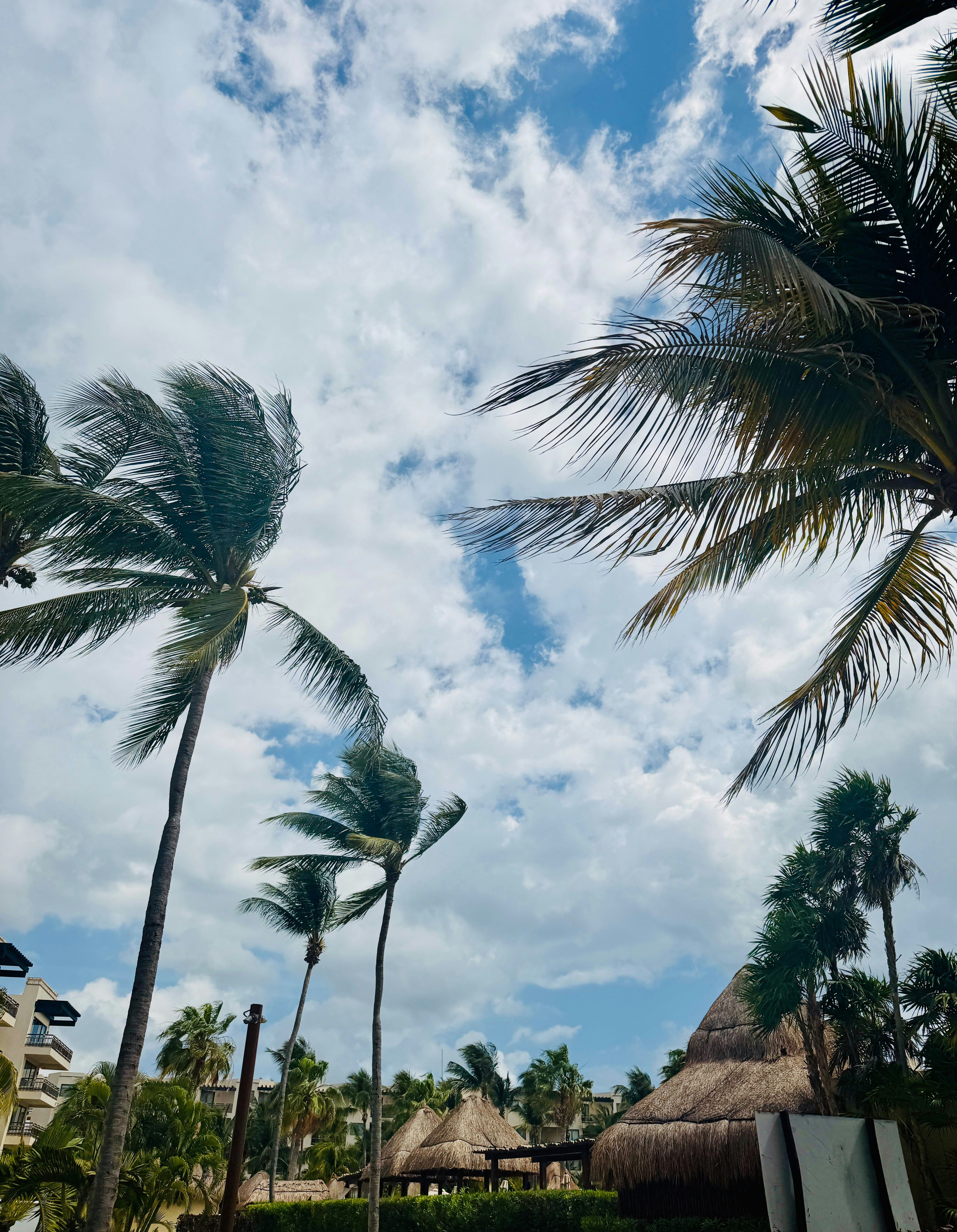 Palm Sway Over Sunny Resort Sky