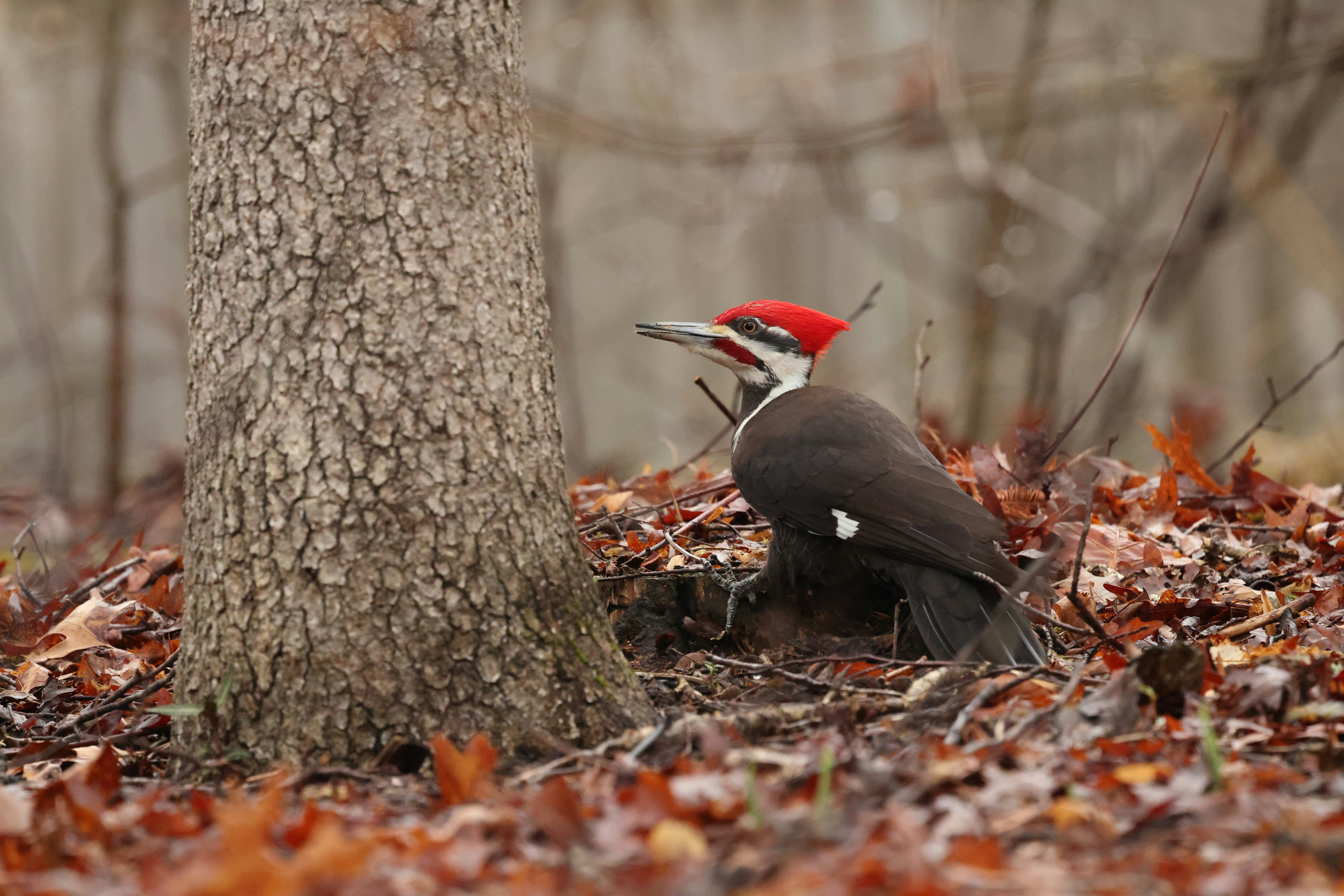 Red-crowned Woodpecker in Leaf-Littered Quiet