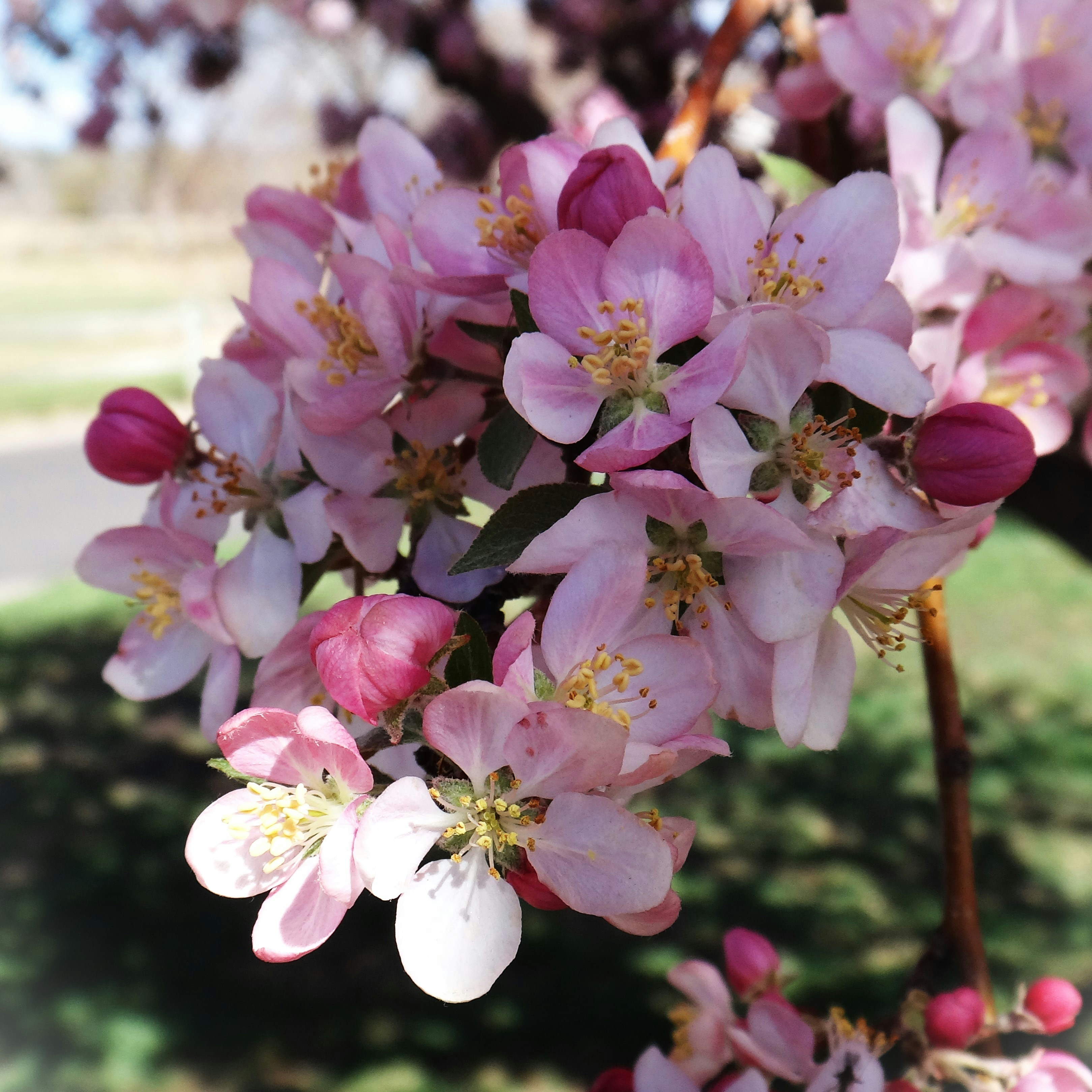 Pink Blossoms in Focus: Close-Up of Spring Orchard Bloom