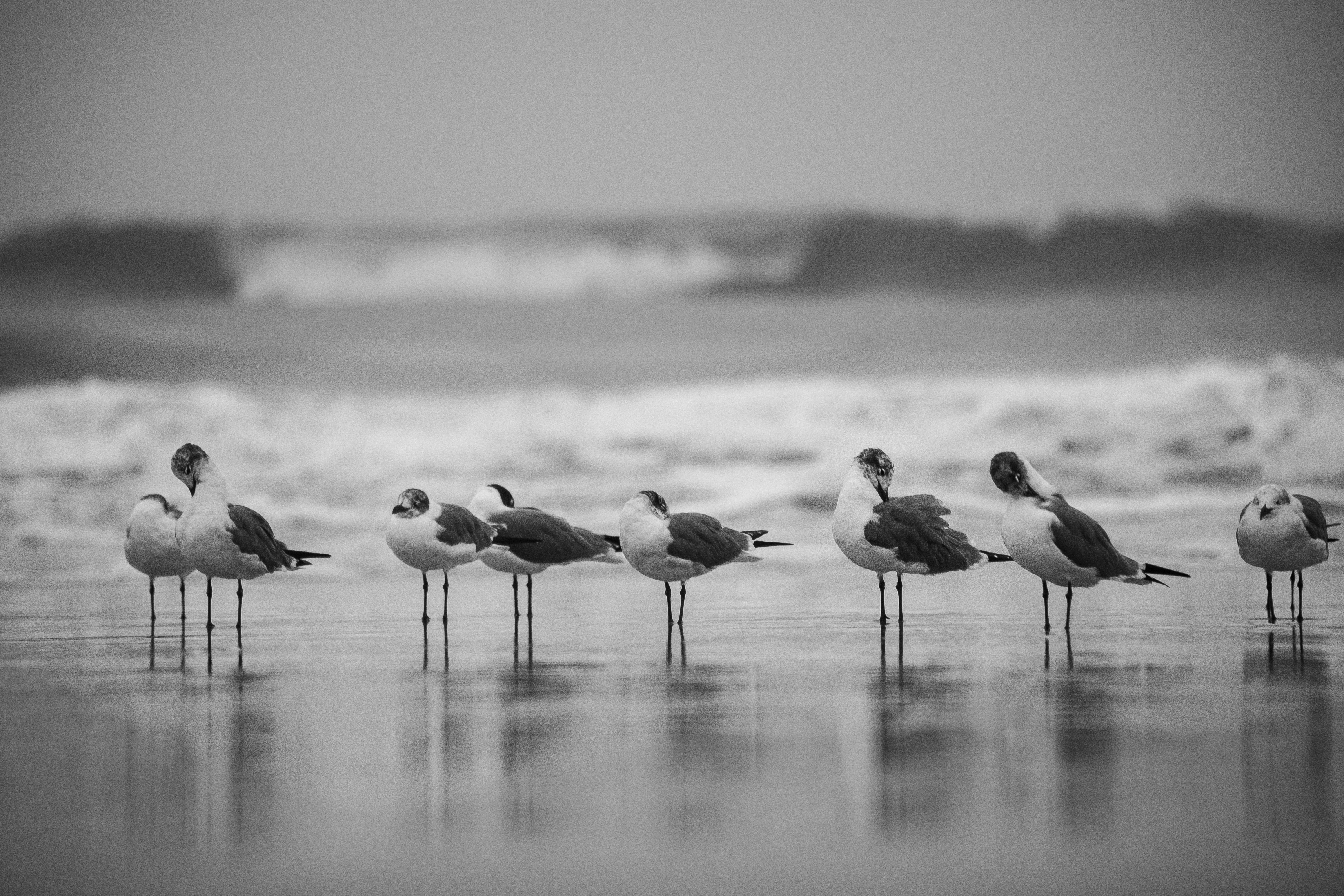 Sea-wlint of the Shore: A Row of Shorebirds Resting at Dusk
