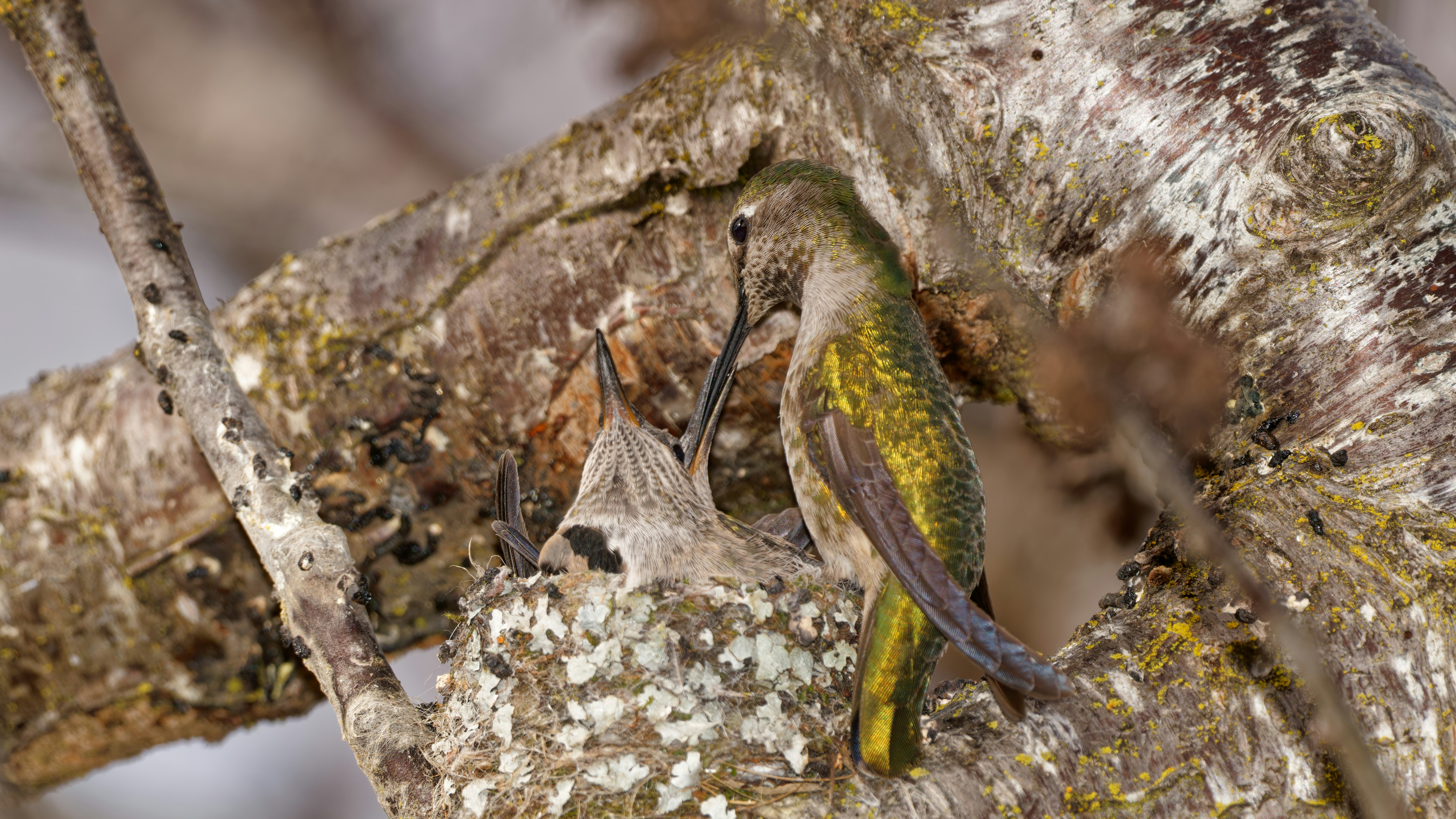 Hummingbird Gatecrashes a mossy perch