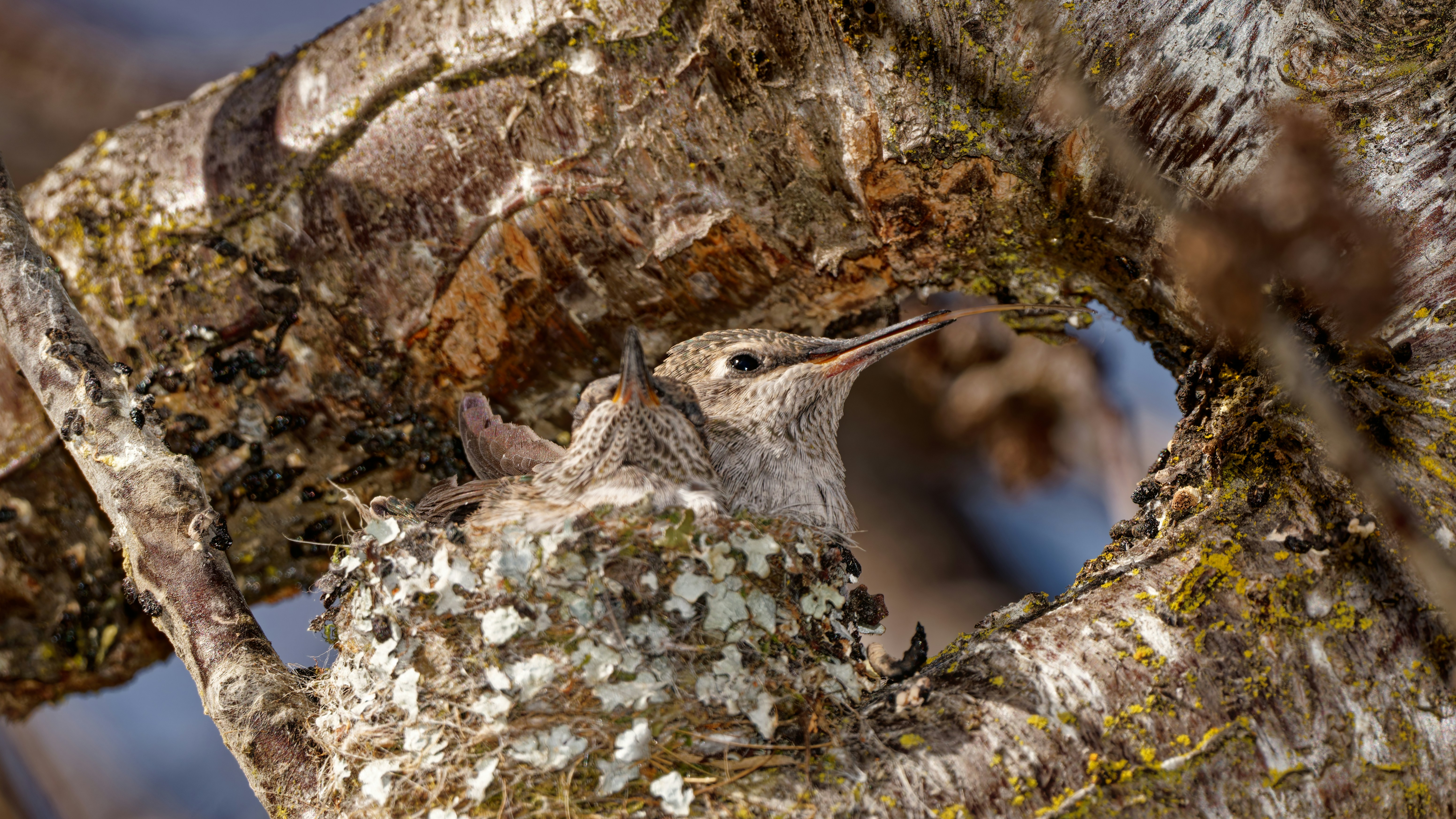 Nestling in a tree cavity: a close-up of a small bird peeking from its knotted shelter