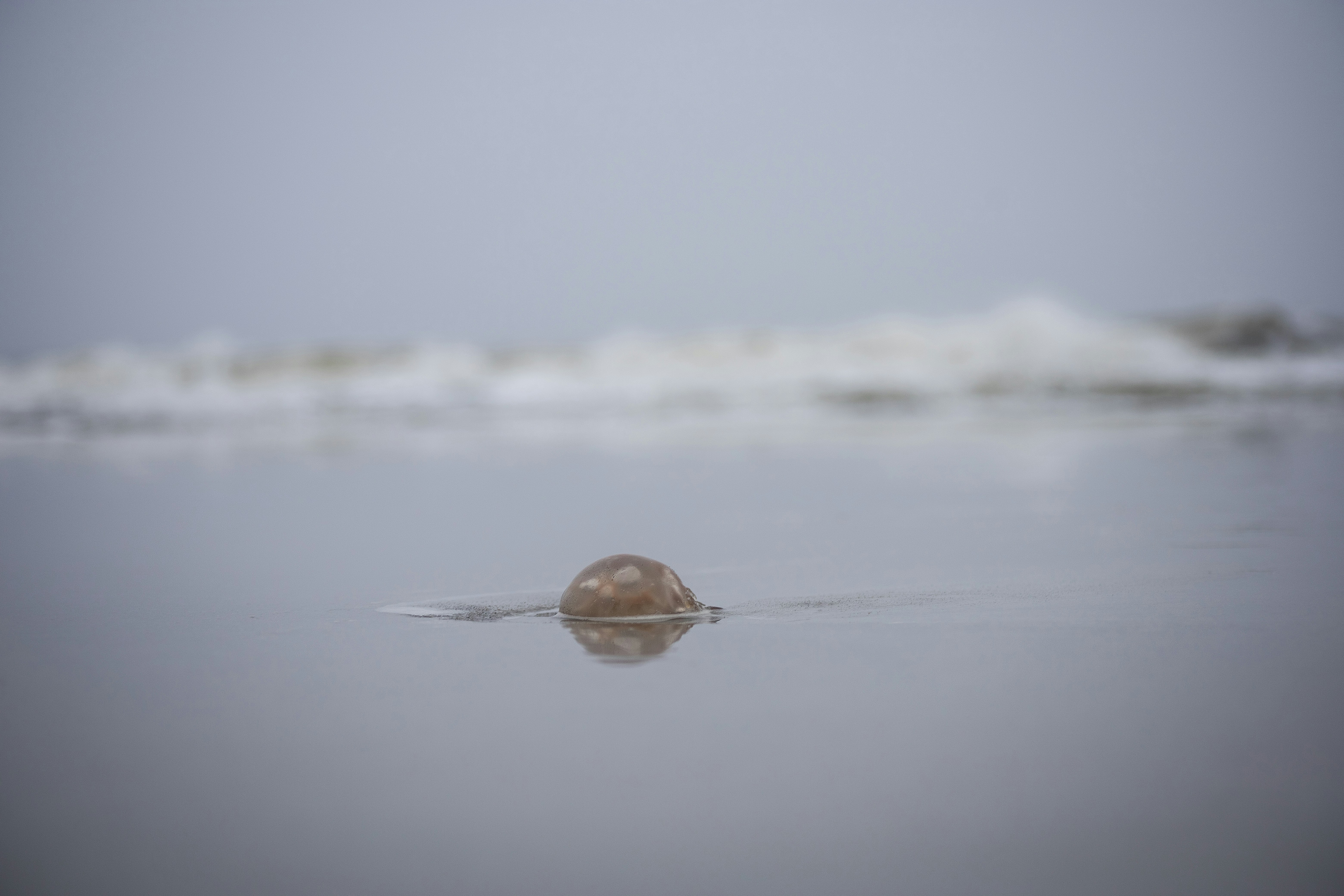 Hushed Horizon: A lone jellyfish crown in a glassy seascape