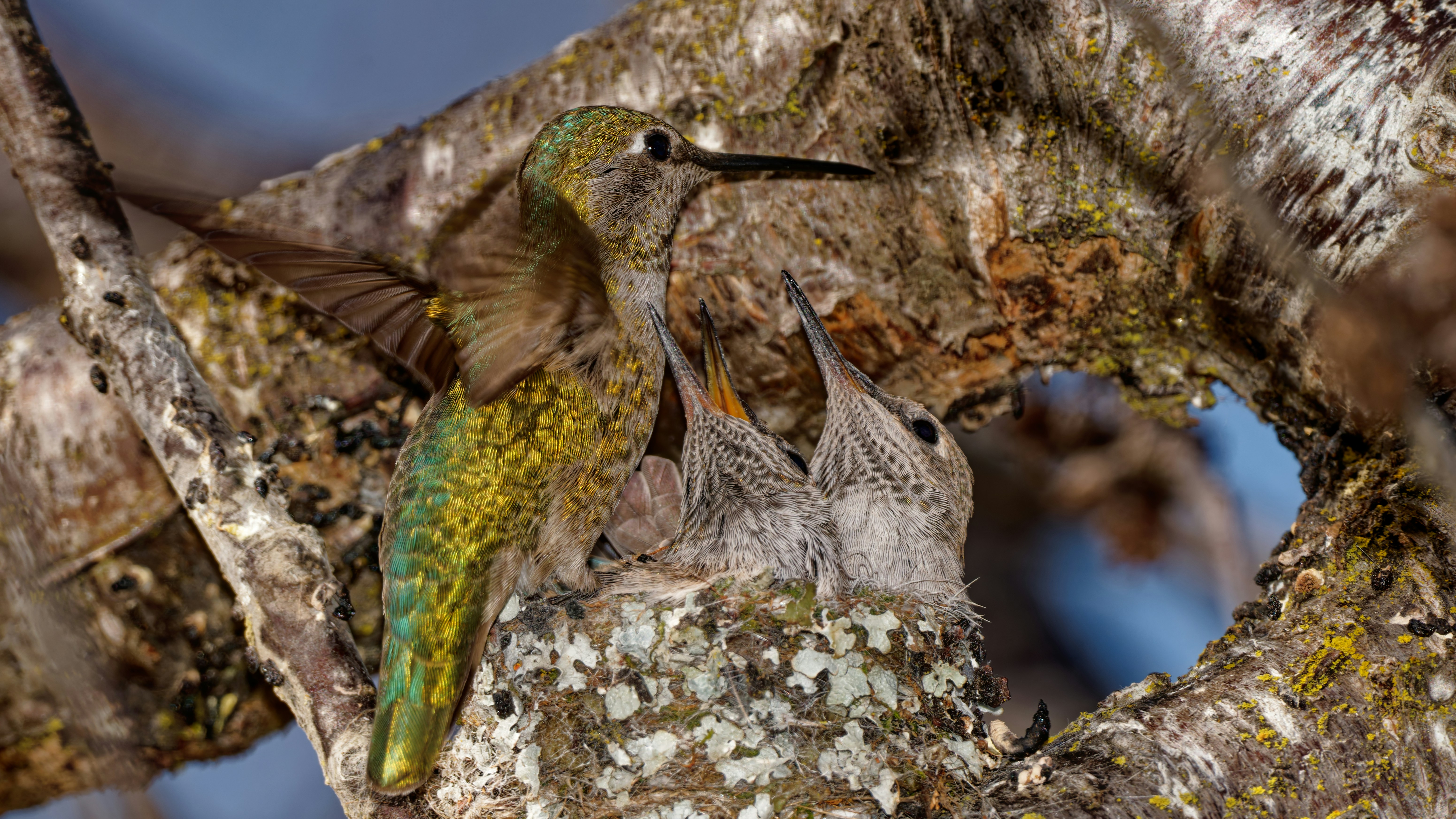 Queen of the Branch: Hummingbird Feathers in Flight