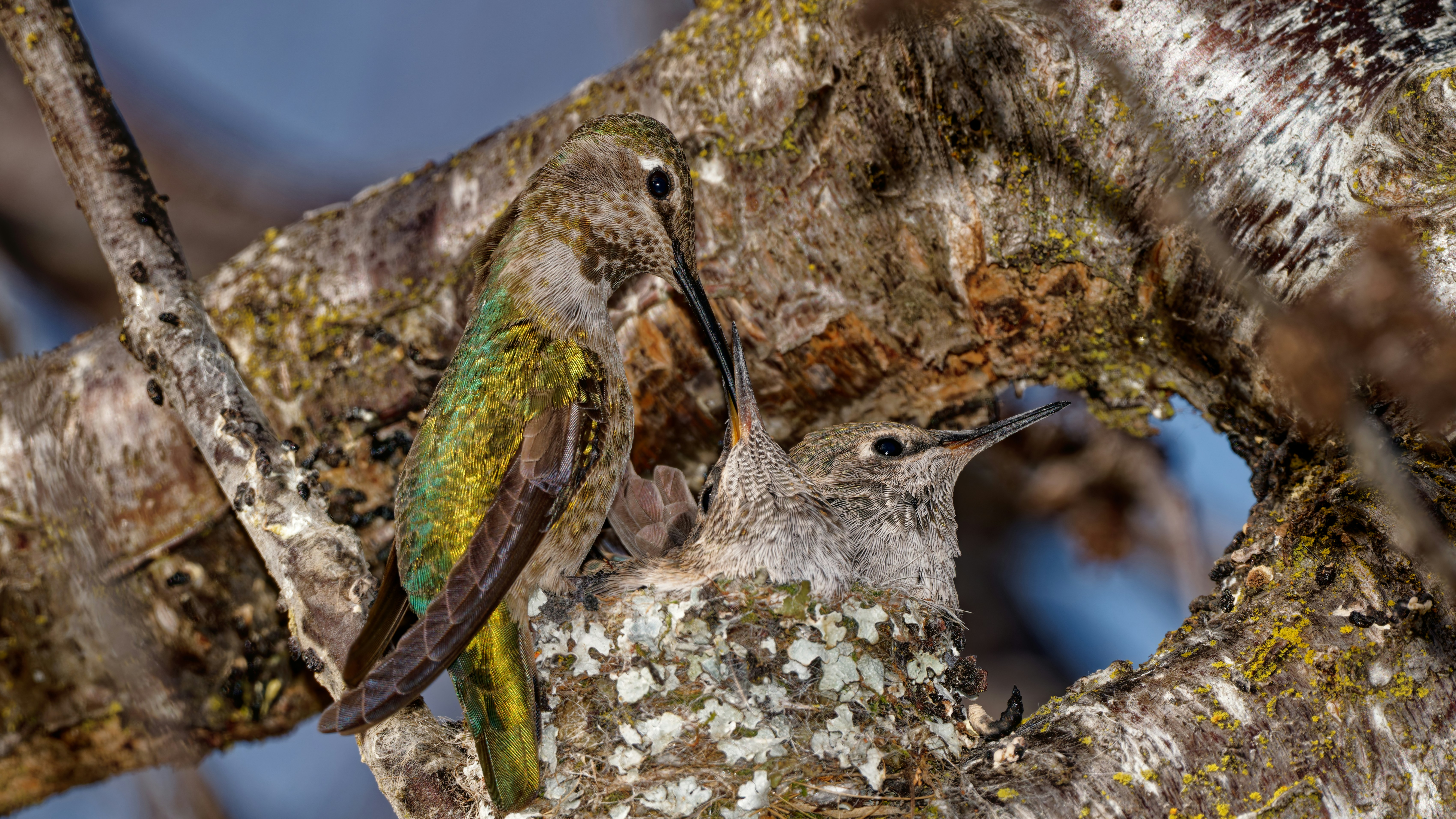 Emerald Feathers at Rest: A Hummingbird on Sunlit Bark