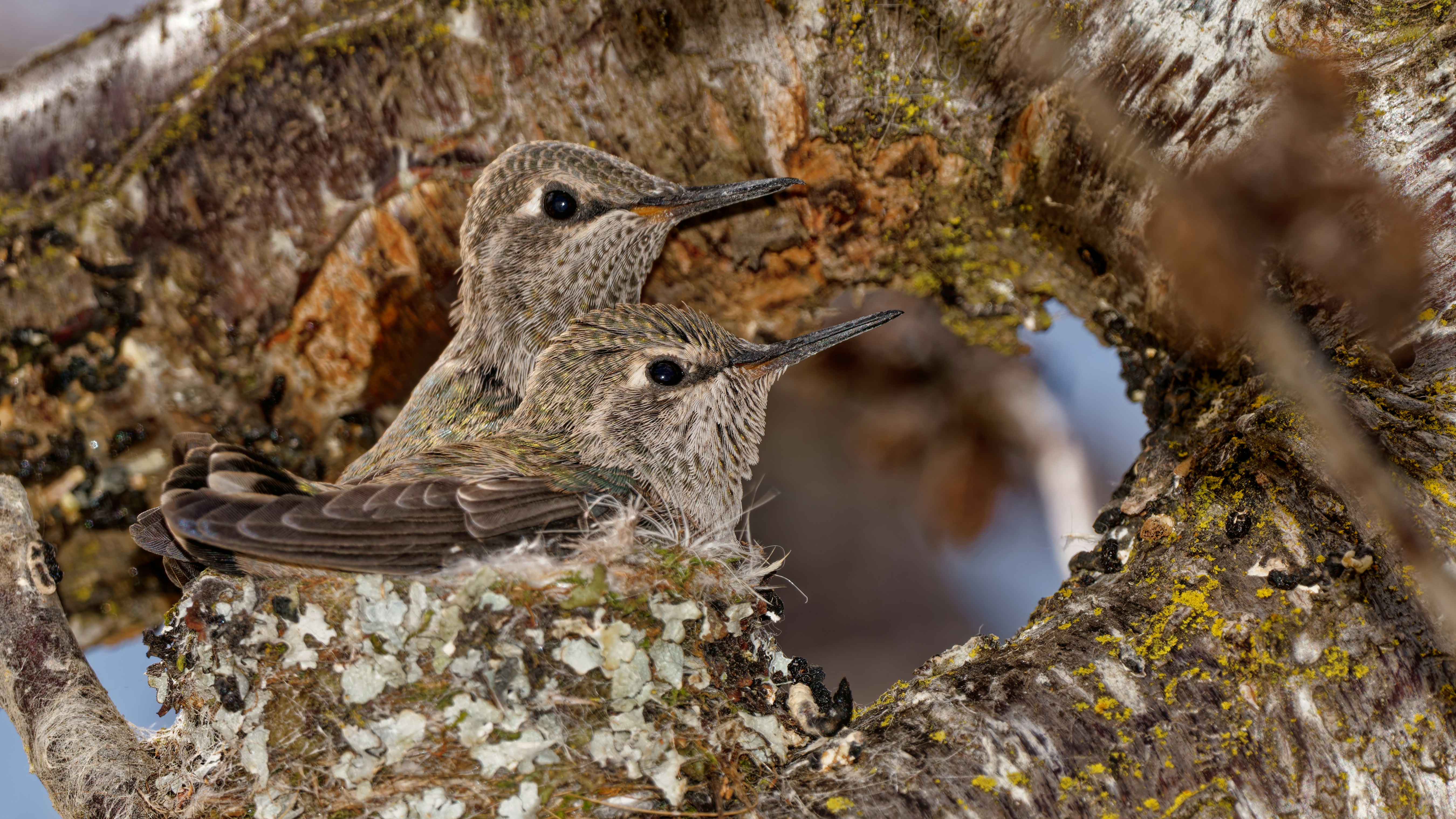 Two hummingbirds building a nest in a tree.