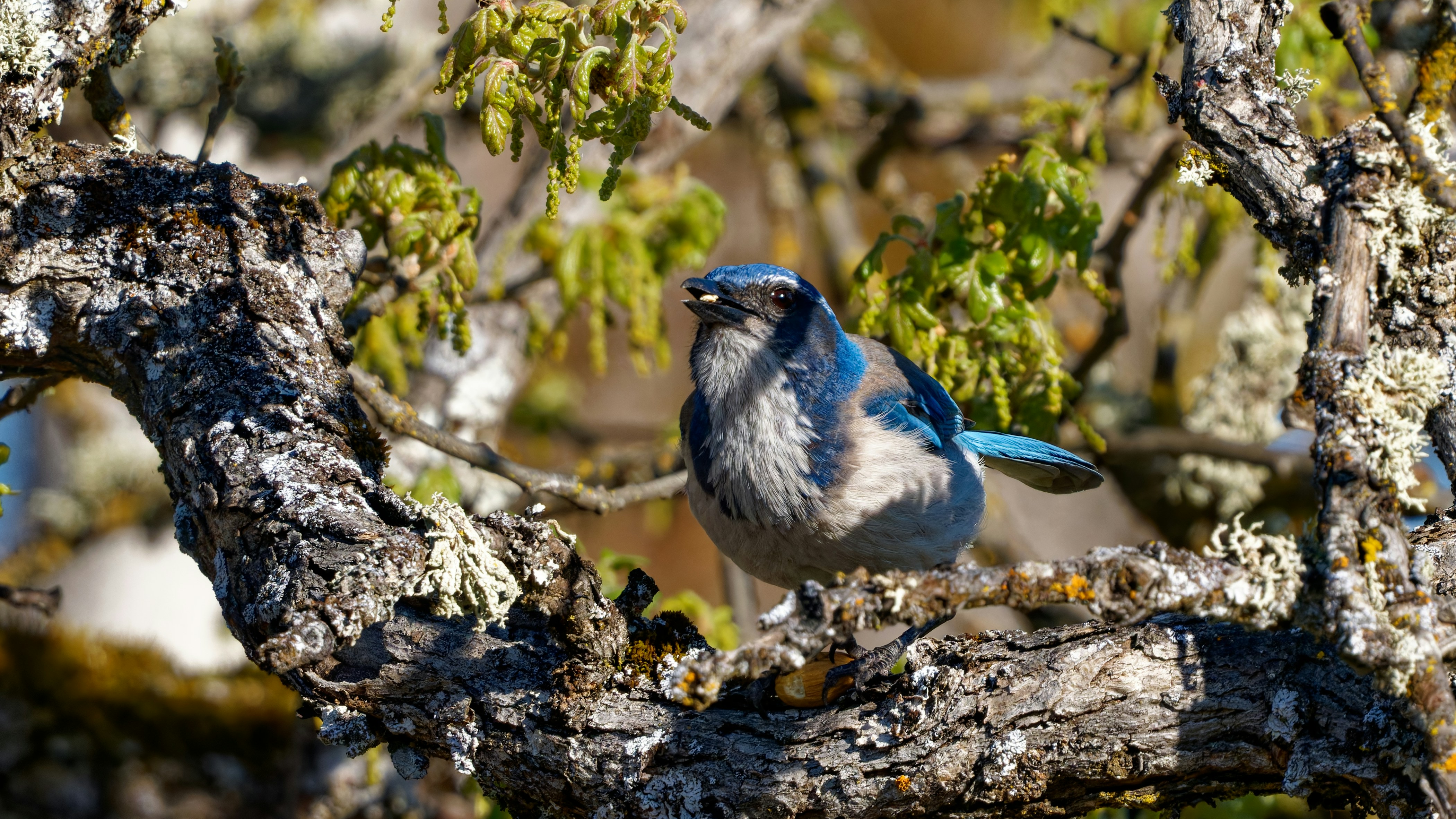 Azure Warbler perched on a gnarled branch in dappled light