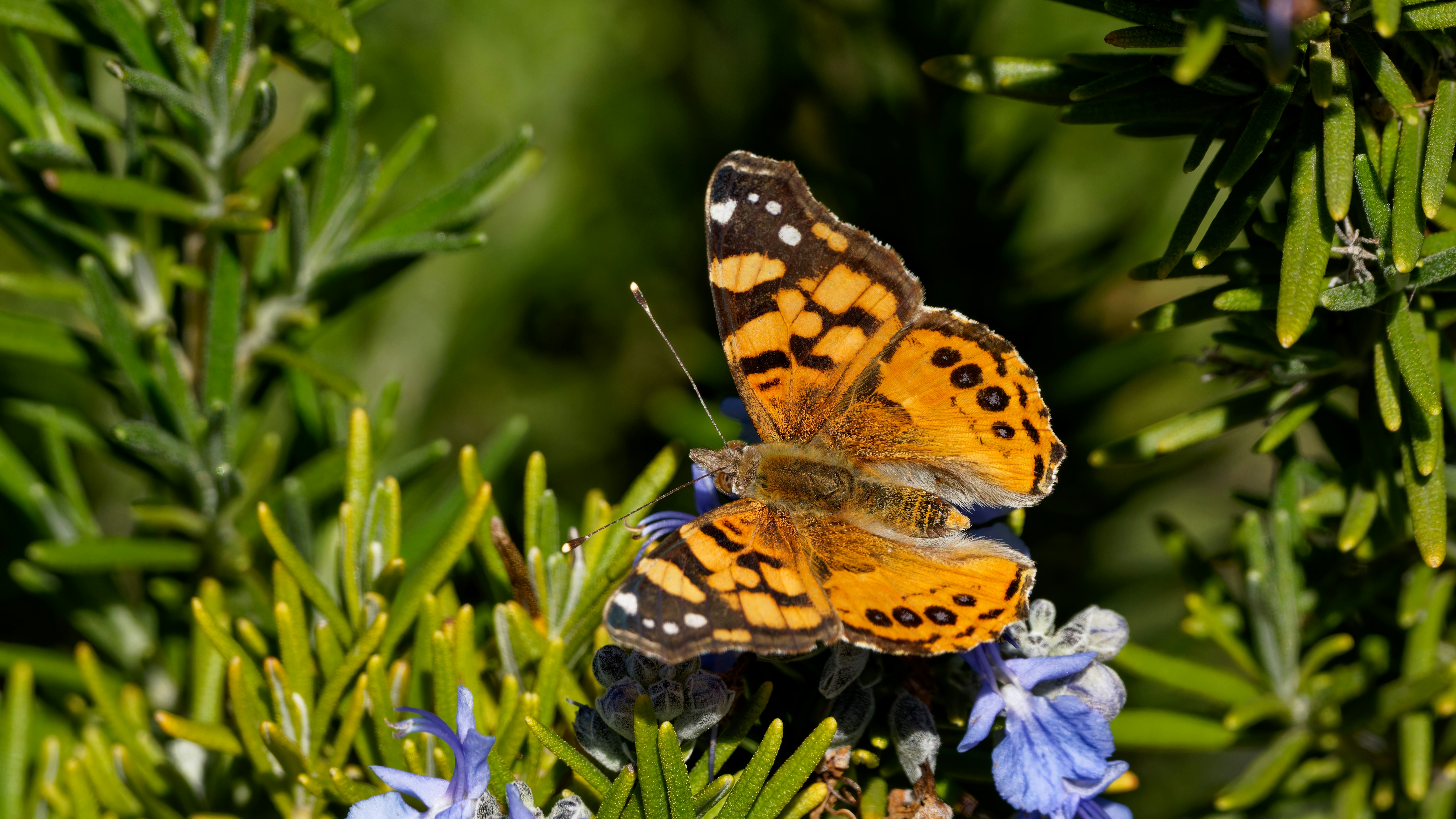 Orange butterfly on blue blossoms: a moment of delicate contrast