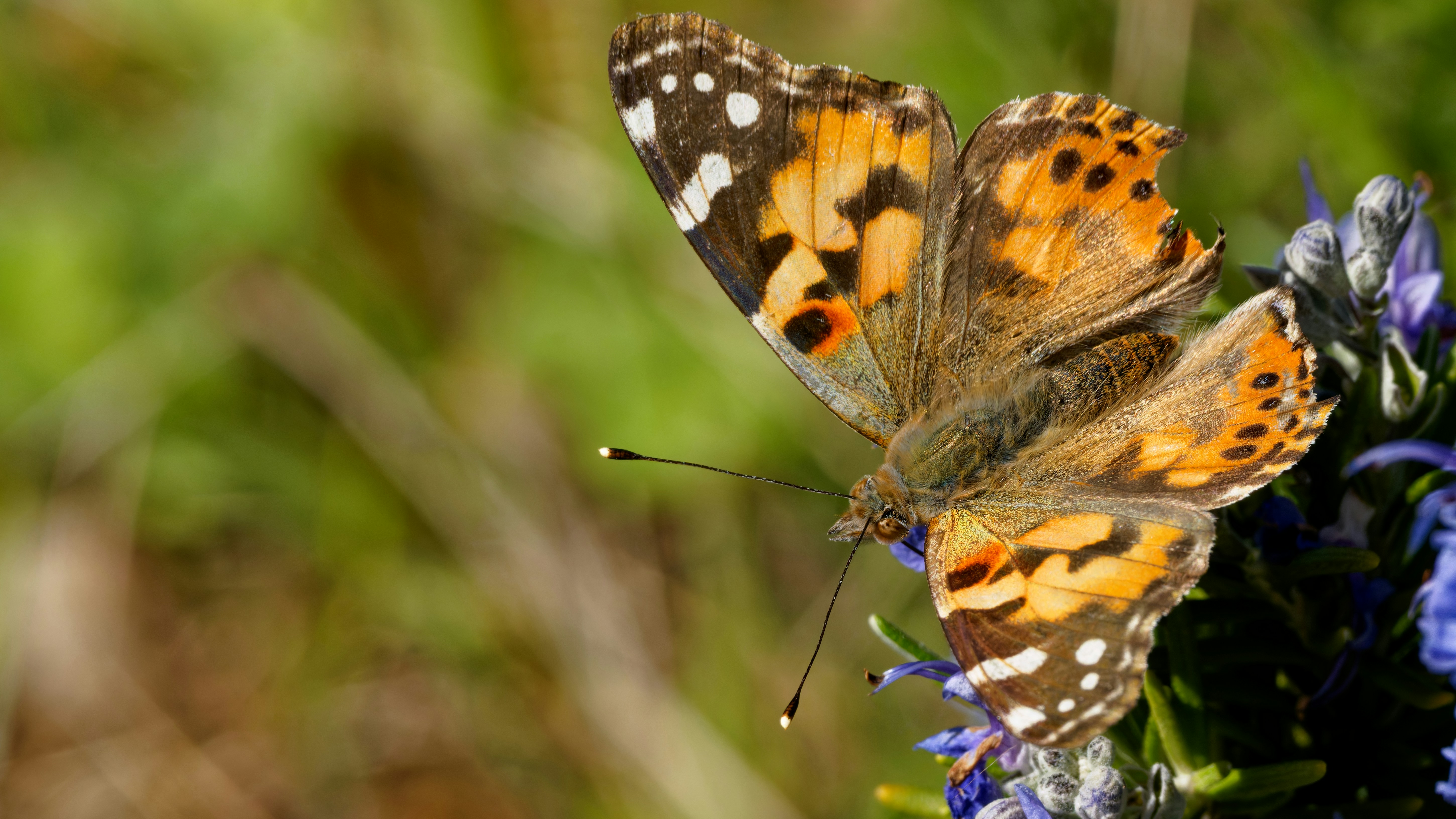 Orange-and-Black Butterfly Resting on Lavender Bloom