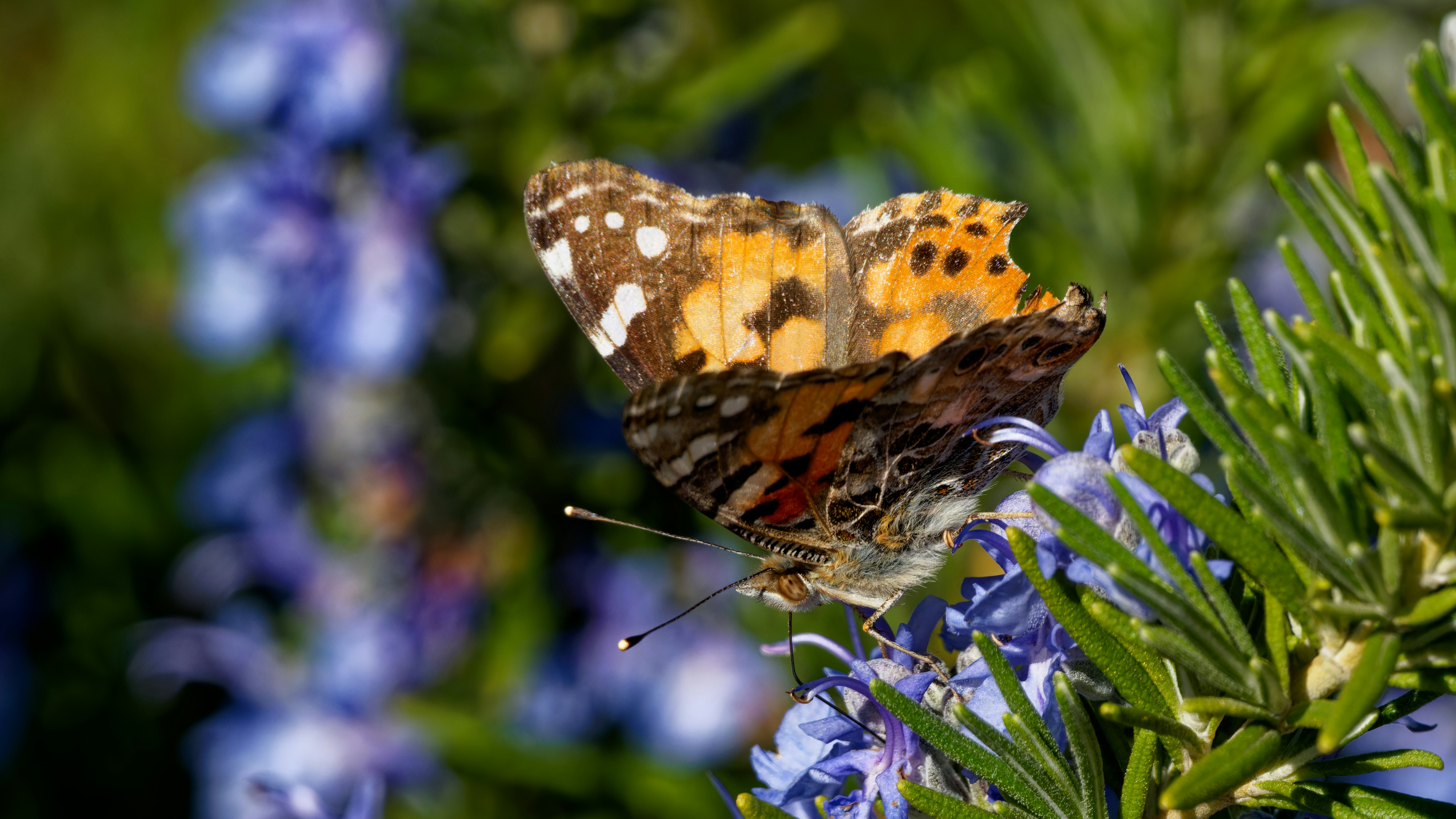 Orange Butterfly in Blue Blooms: A Moment of Delicate Contrast