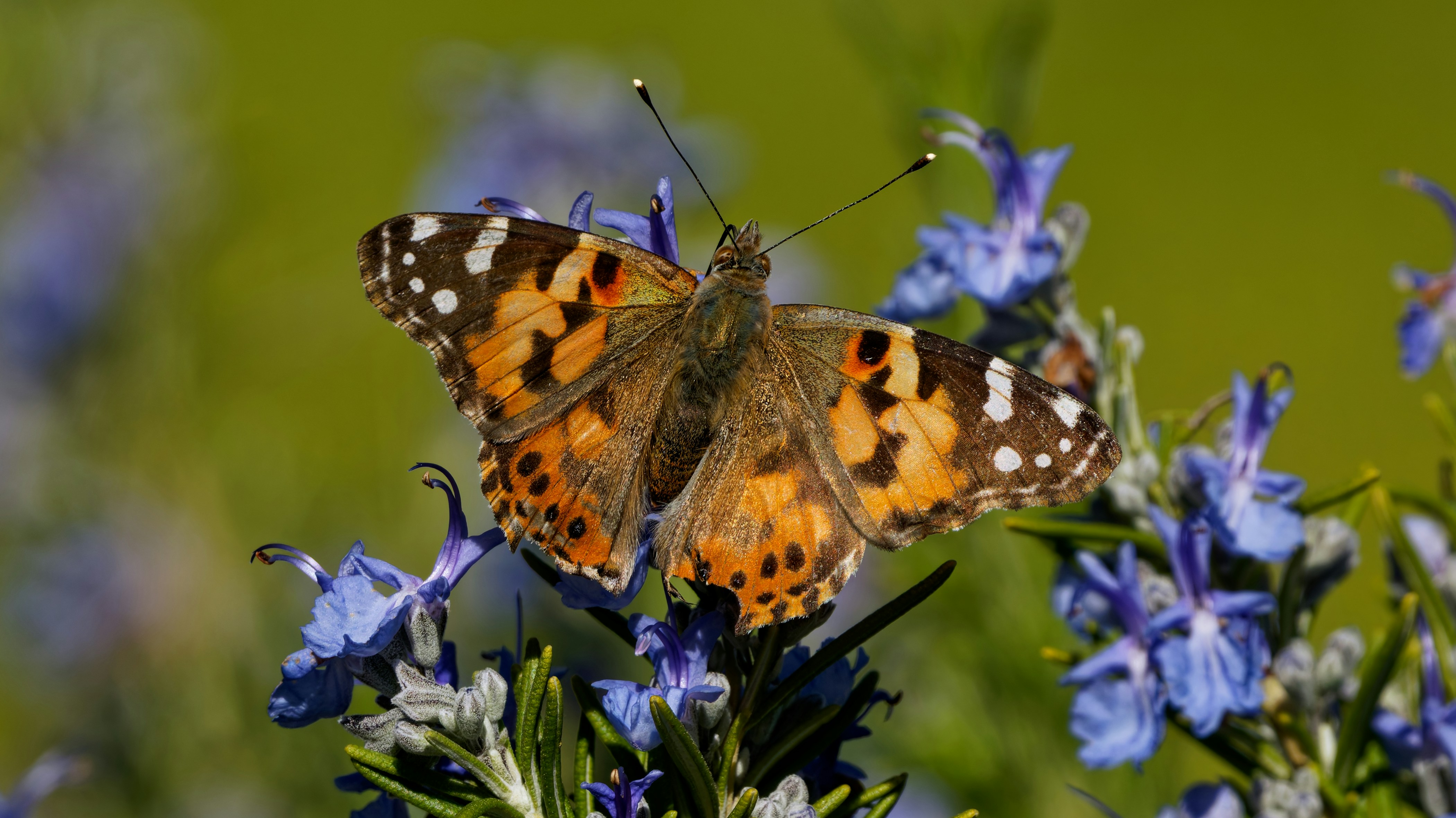 High-Contrast Meadow Monarch: Wings Open Among Blue Blooms