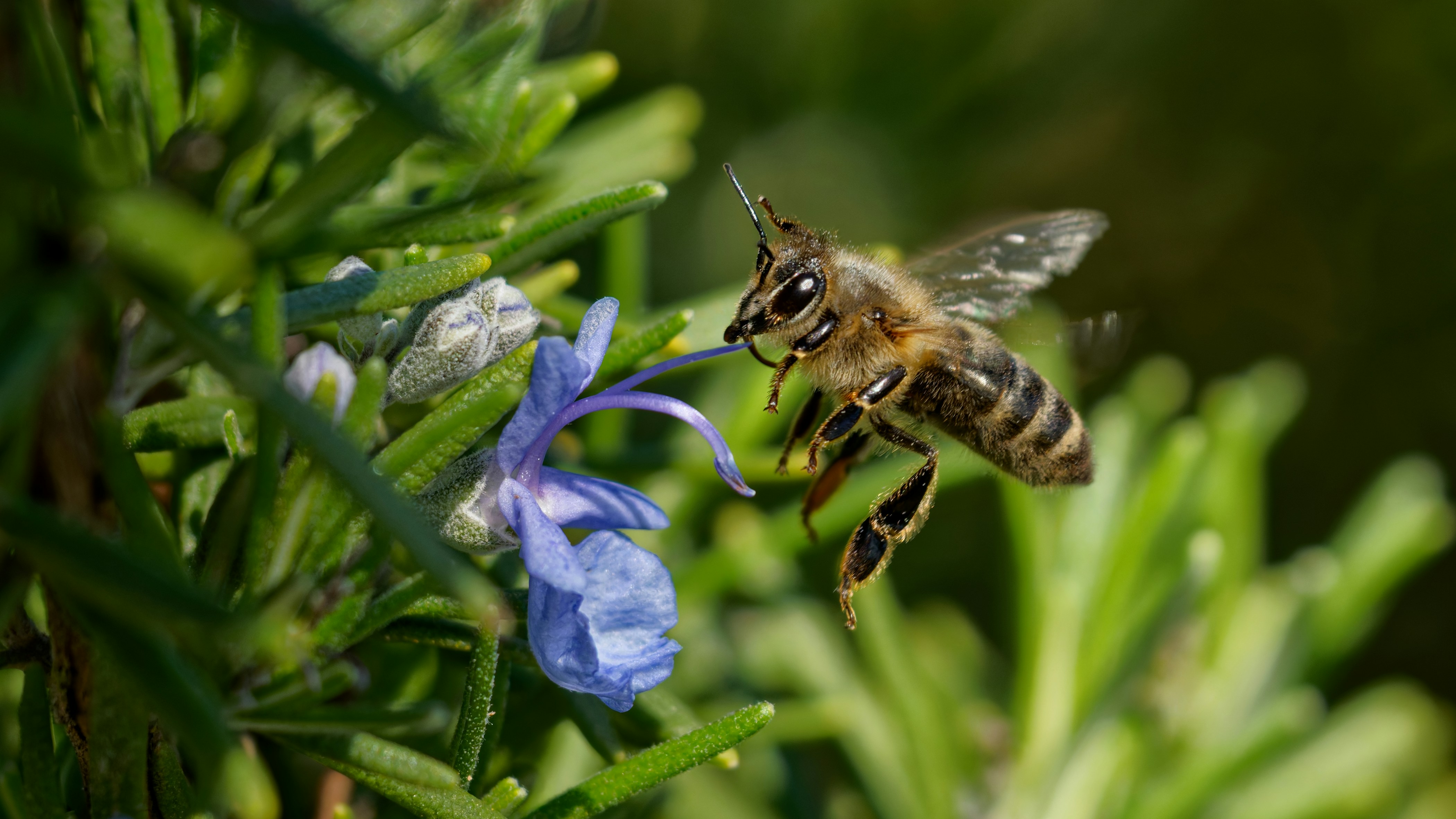 Honeybee in Focus: Nectar Quest on Lavender Bloom