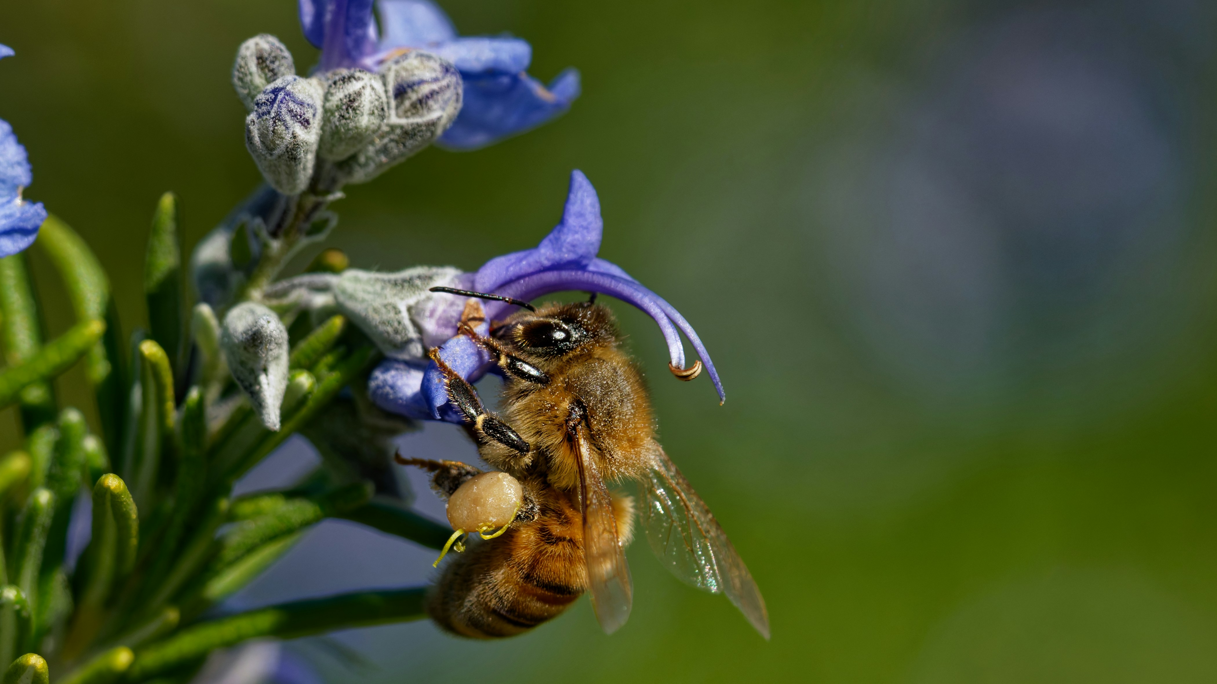 Pollinator in Focus: A Honeybee Probing a Blue Coralflower