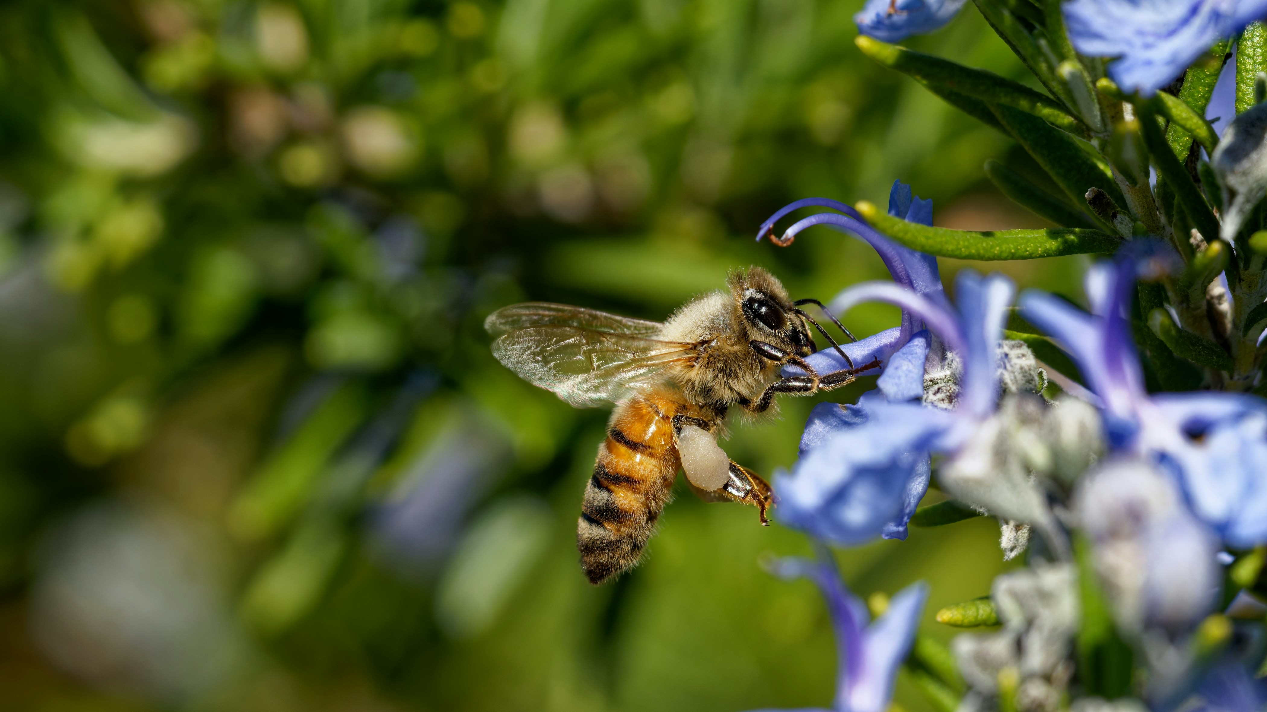 Hovering Nectarist: A Bee Attends to Violet Blooms