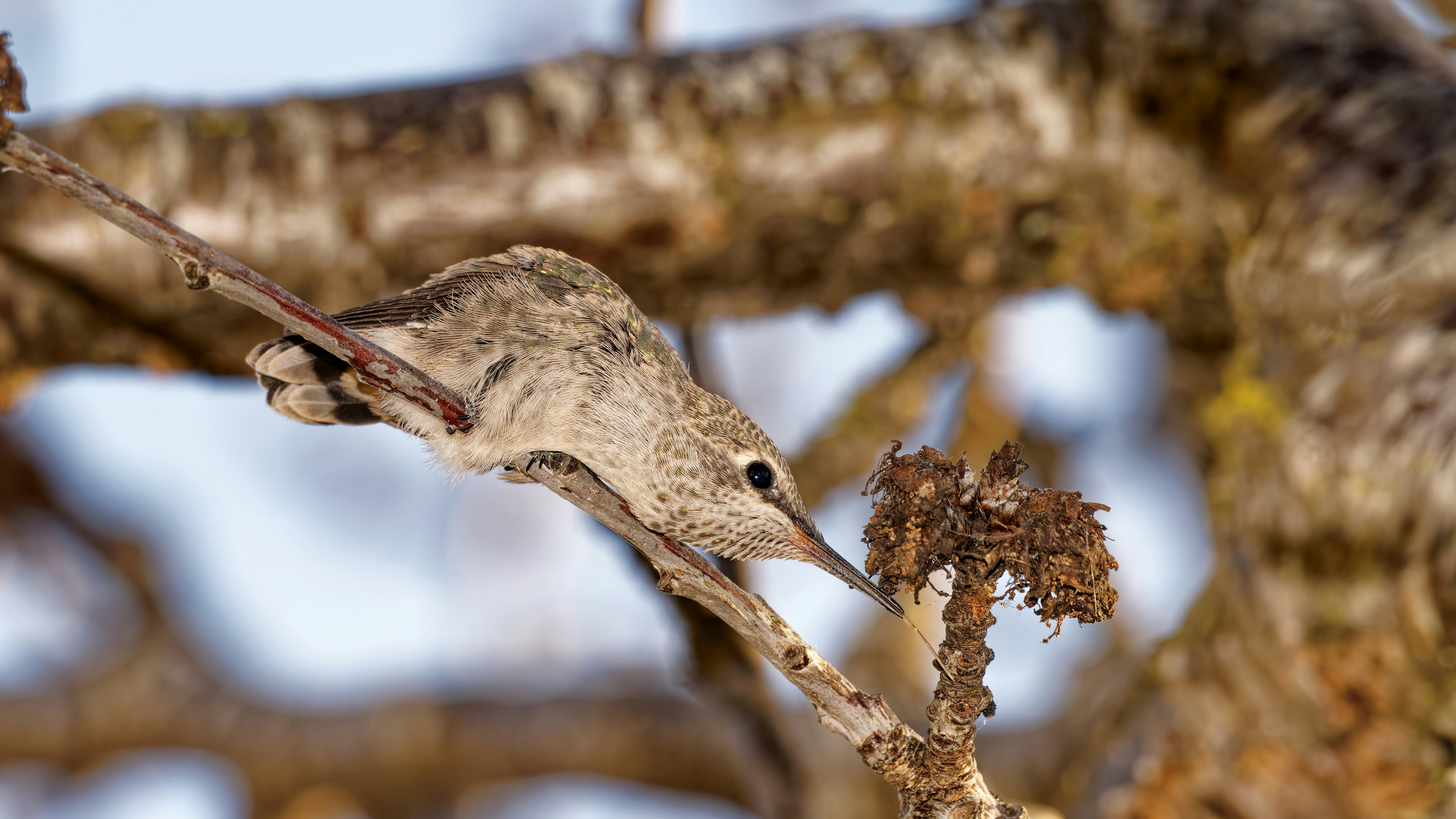 Curious Warbler on a Lichen-Touched Branch