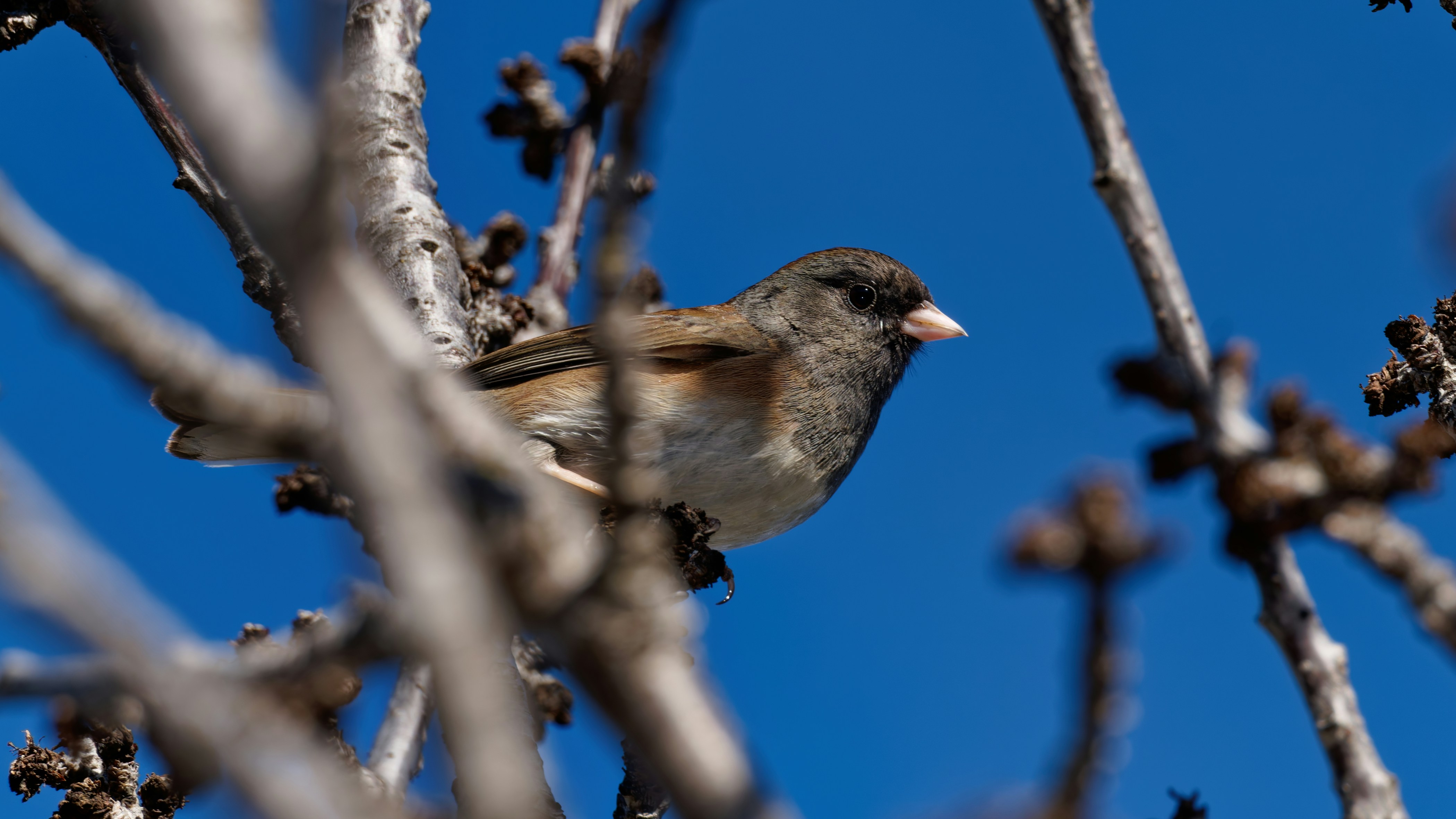 Sharp-eyed Sparrow on a Blue Sky Scaffold