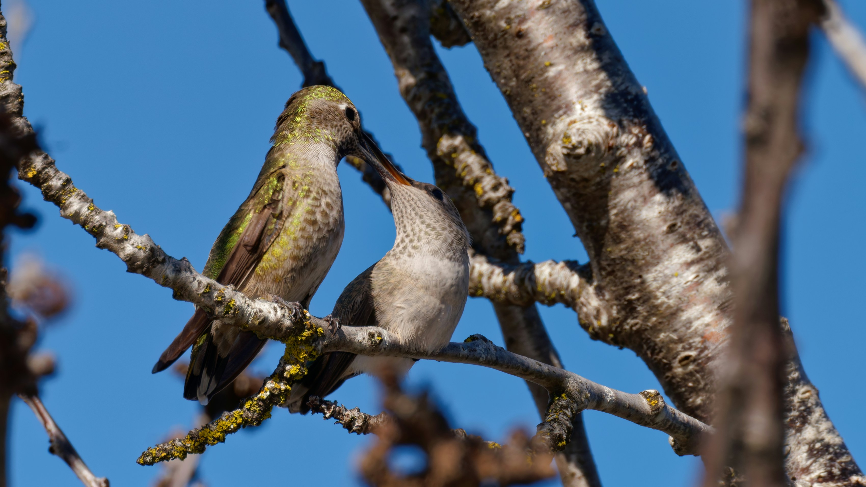 Hummingbird and Attentive Sombra: A Moment on the Branch