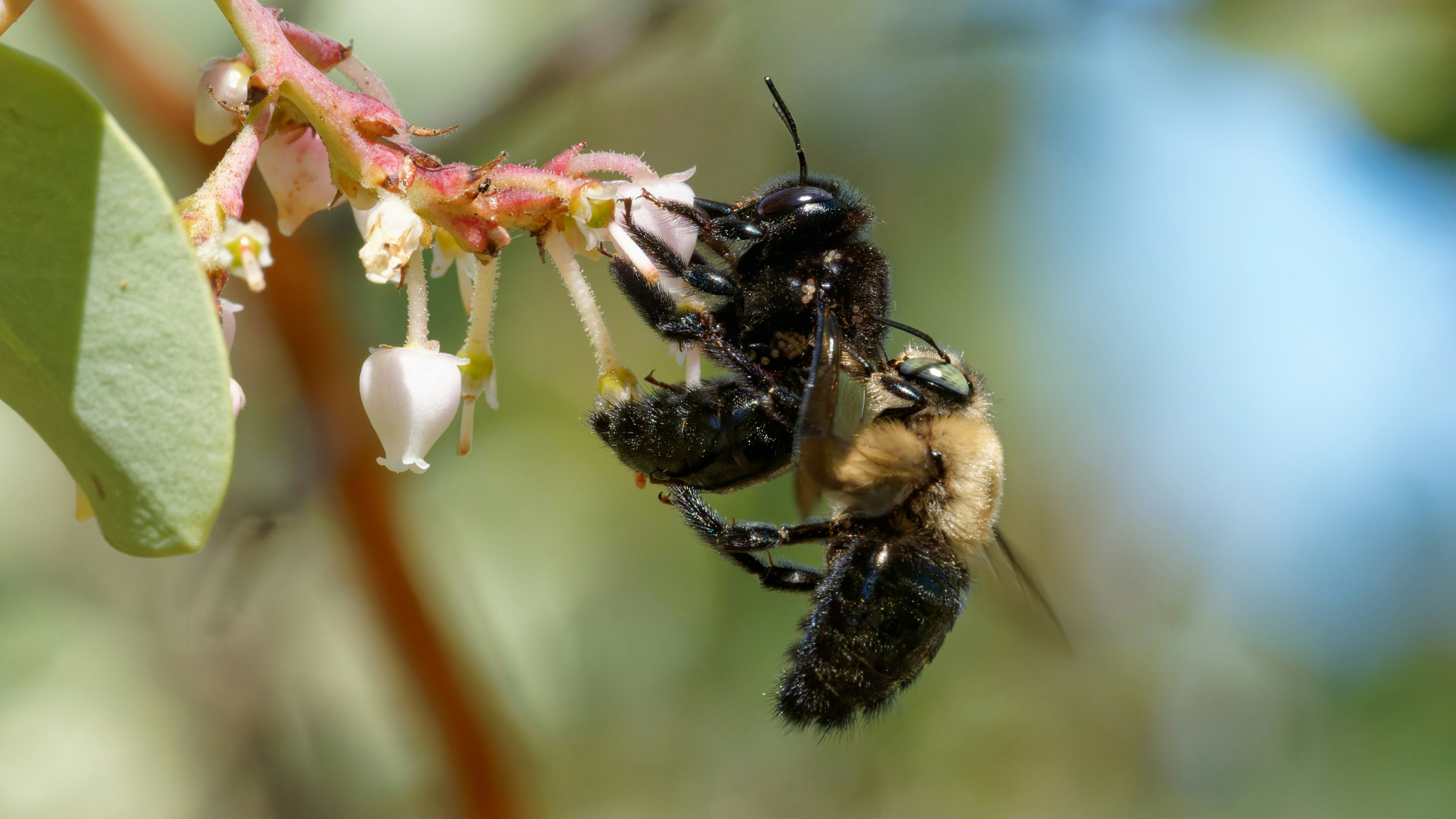Near-Flower Nectar: A Honeybee Clings to a Blossom
