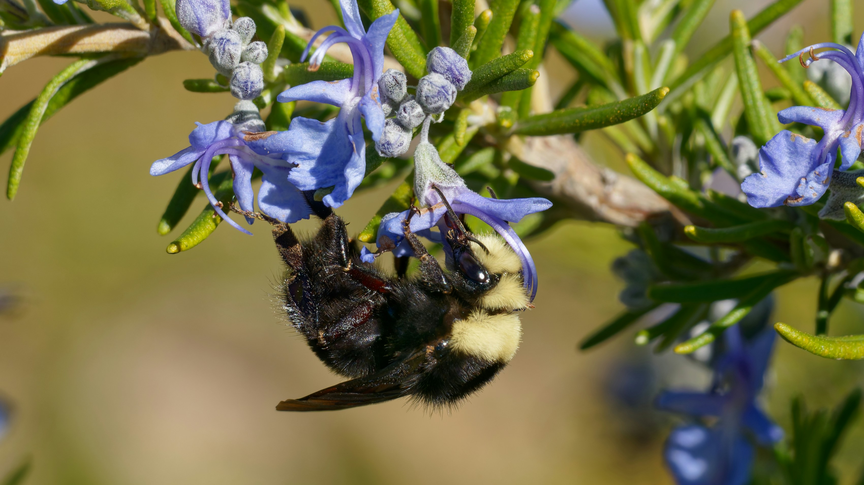 Bee in Blue: A Close-up on a Pollinating Moment
