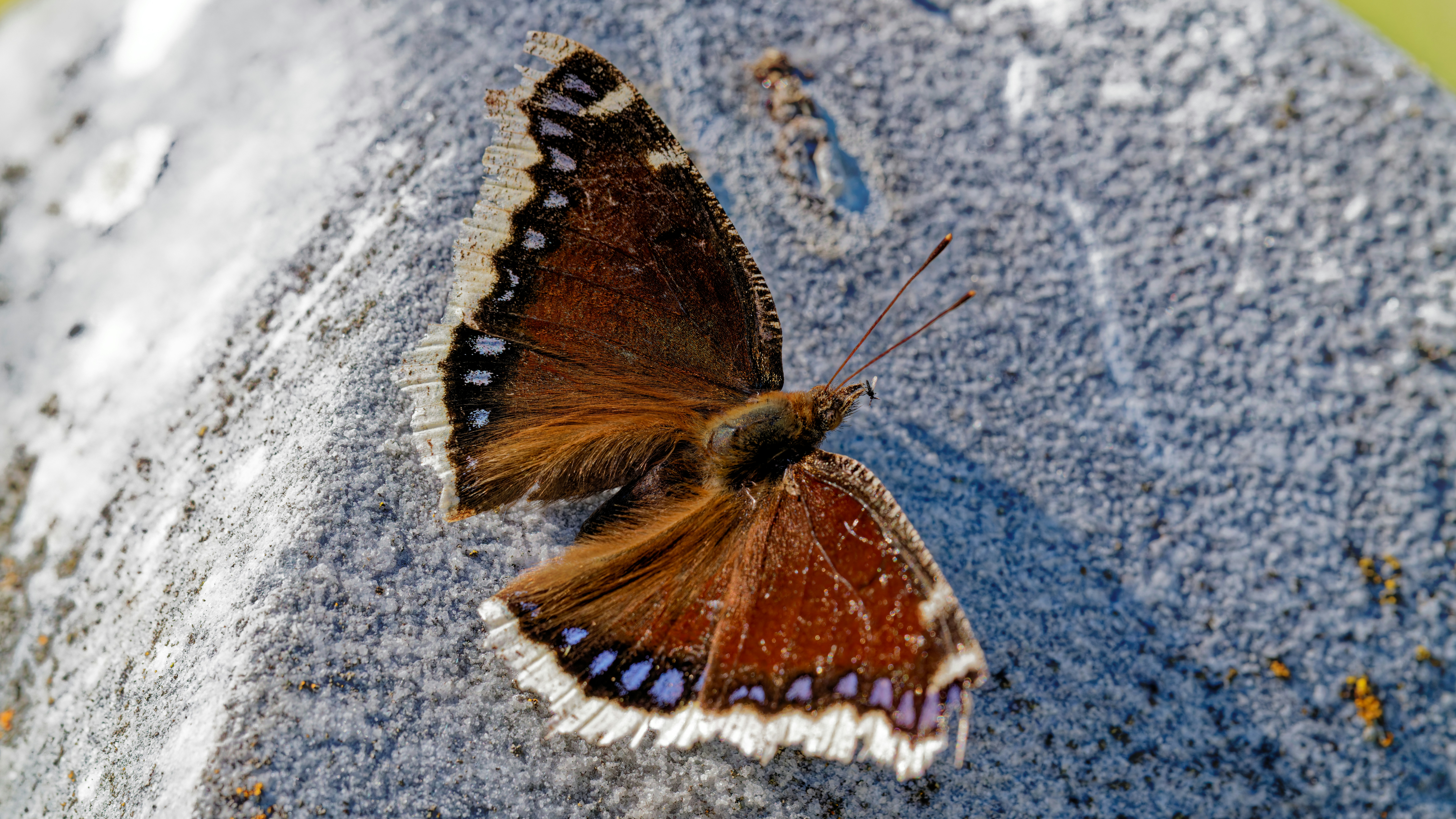 Azure-tinged Rock Butterfly on Weathered Stone