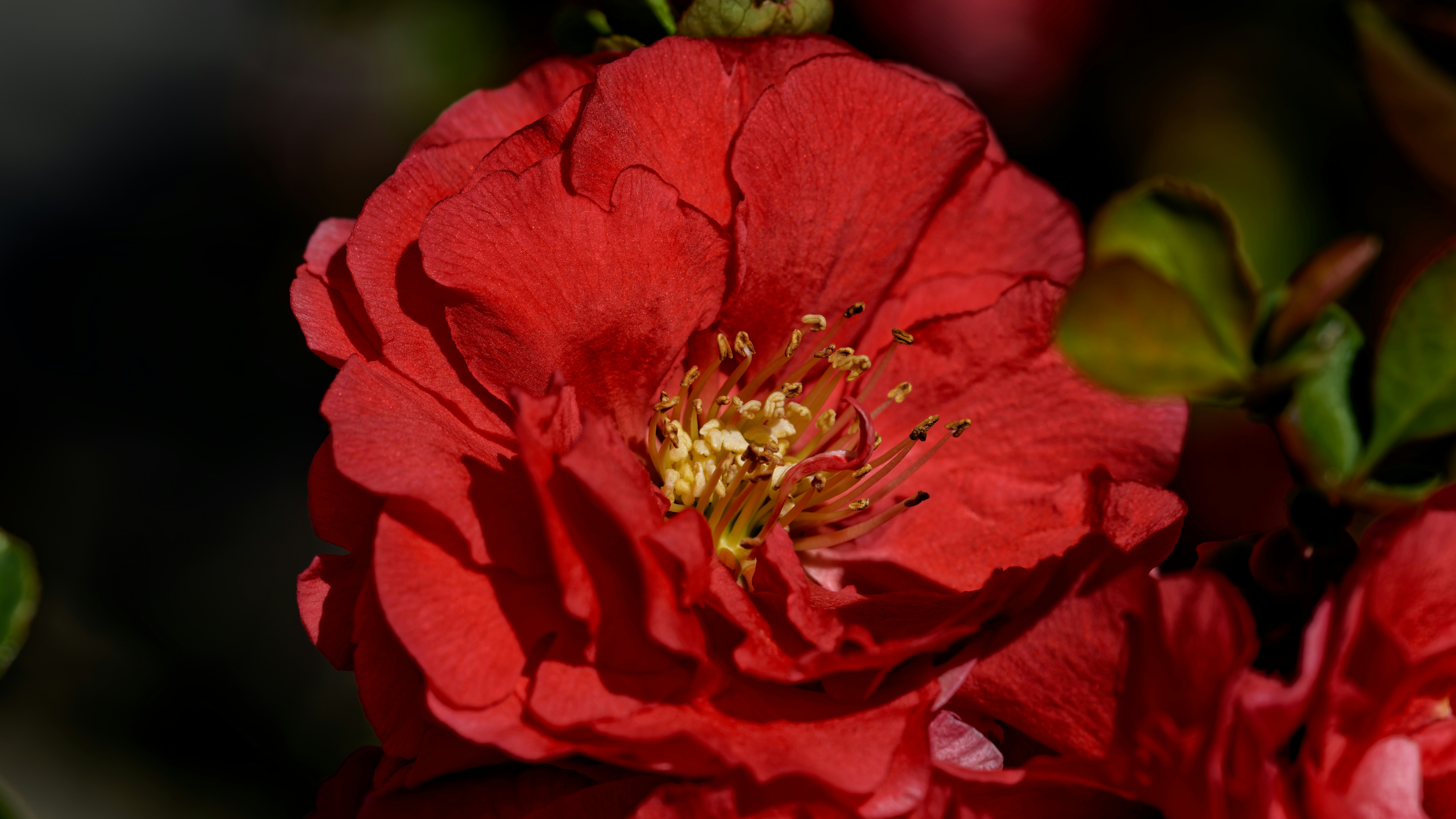 Crimson Petal Crown: A Close-Up of a Red Bloom's Central Stamen