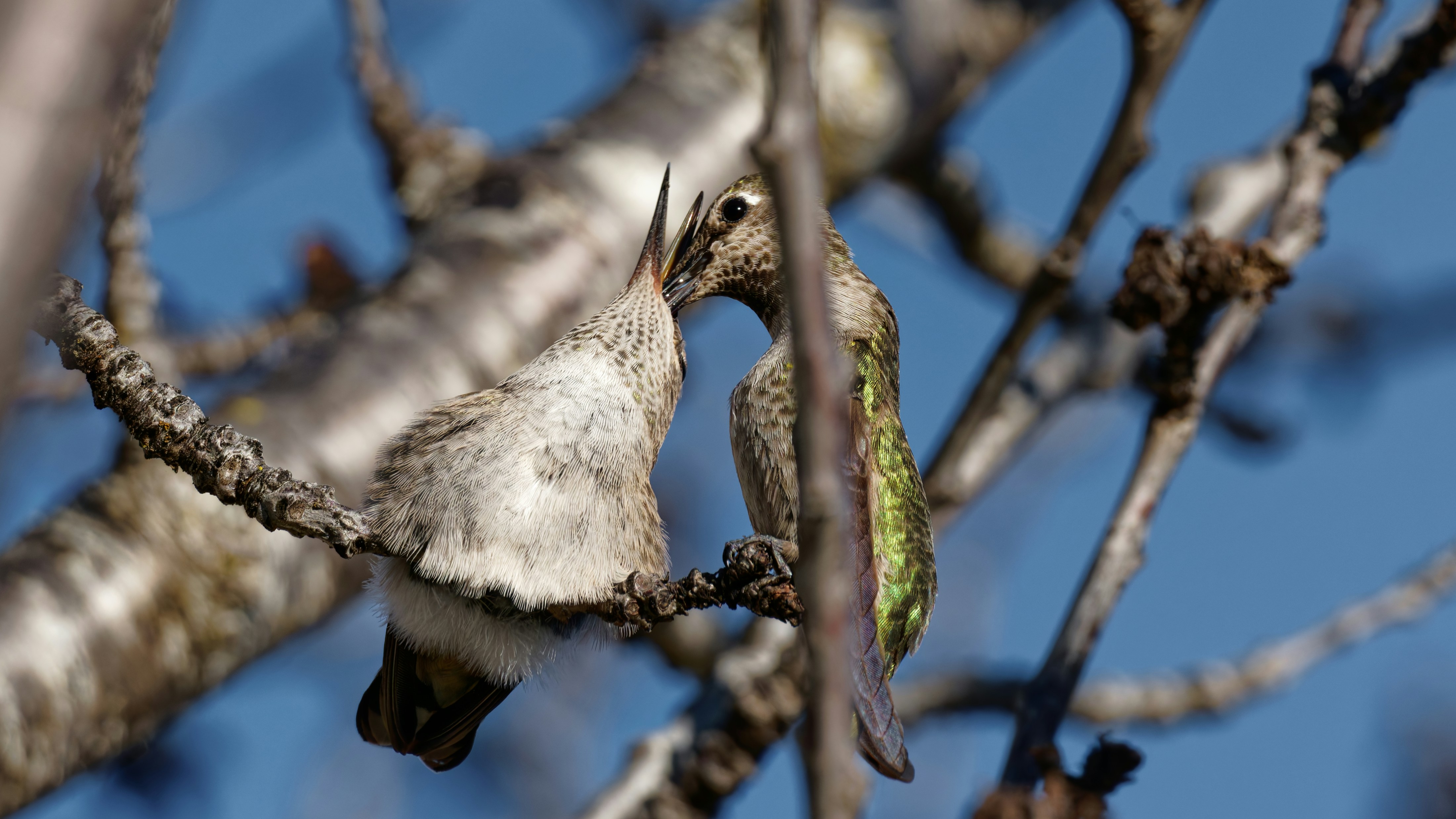Hummingbird Trance: Nectar Exchange at Dappled Light