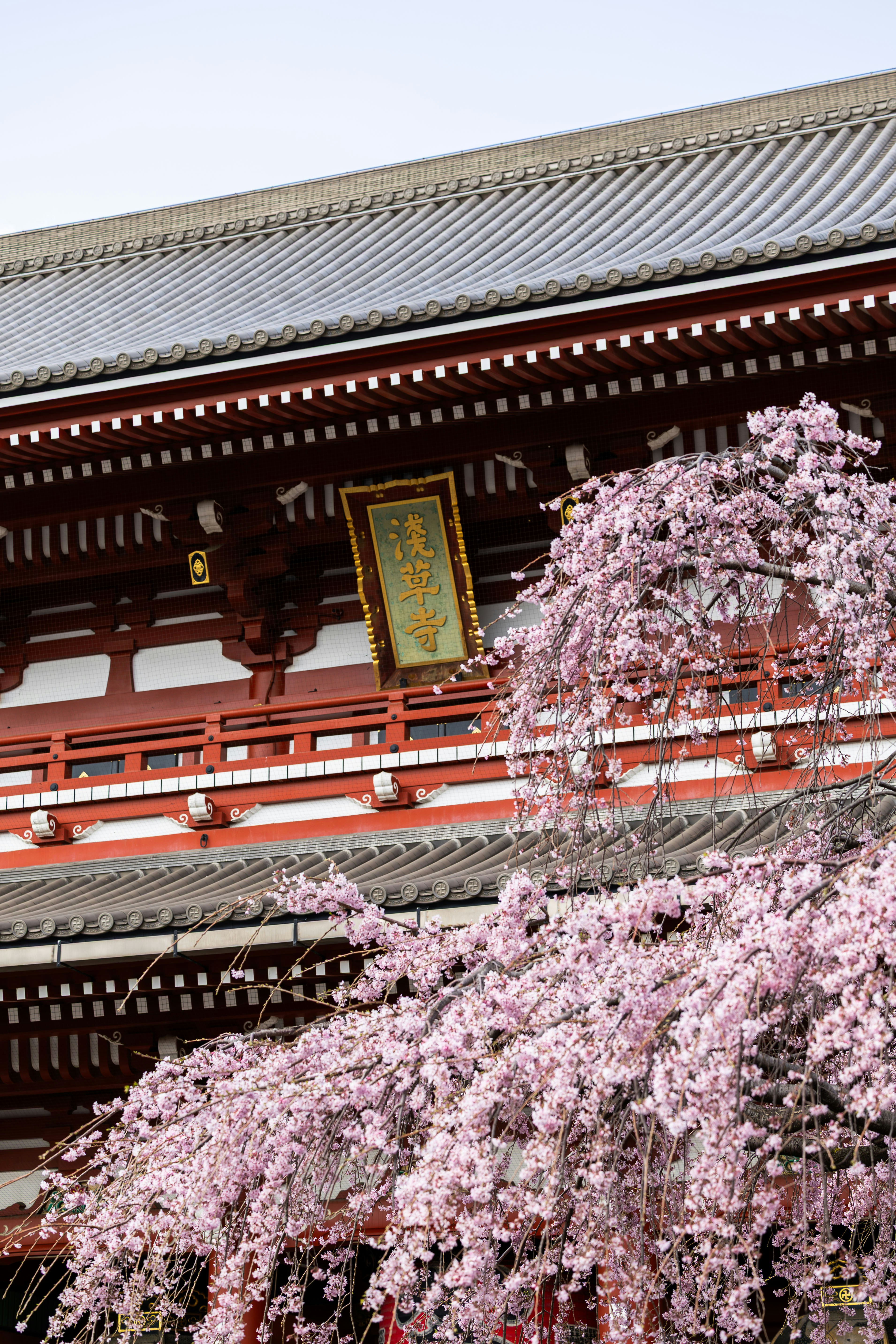 Blossoms Beneath the Temple Roof