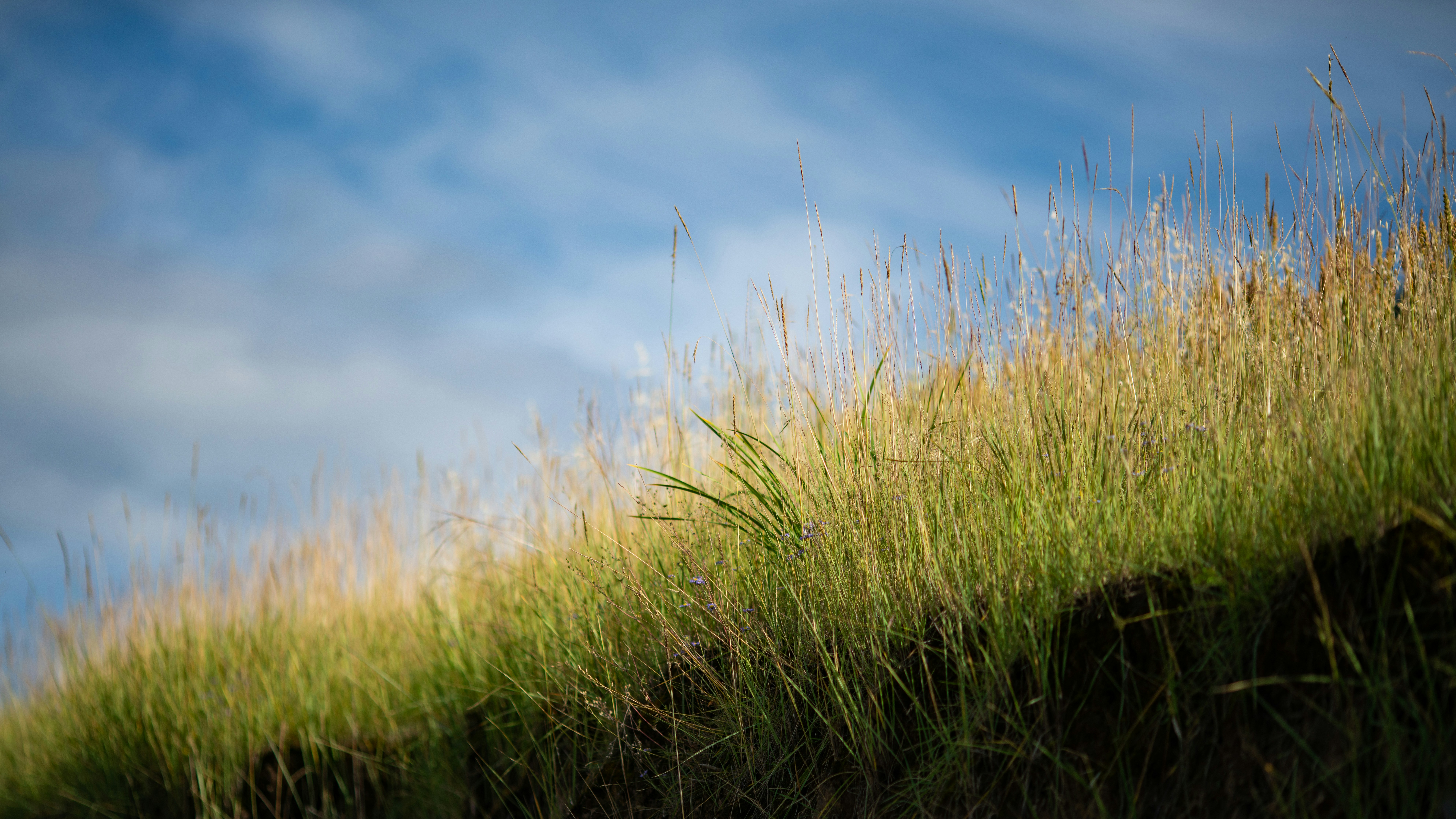Knee-high Grass Slope Under a Blue Sky