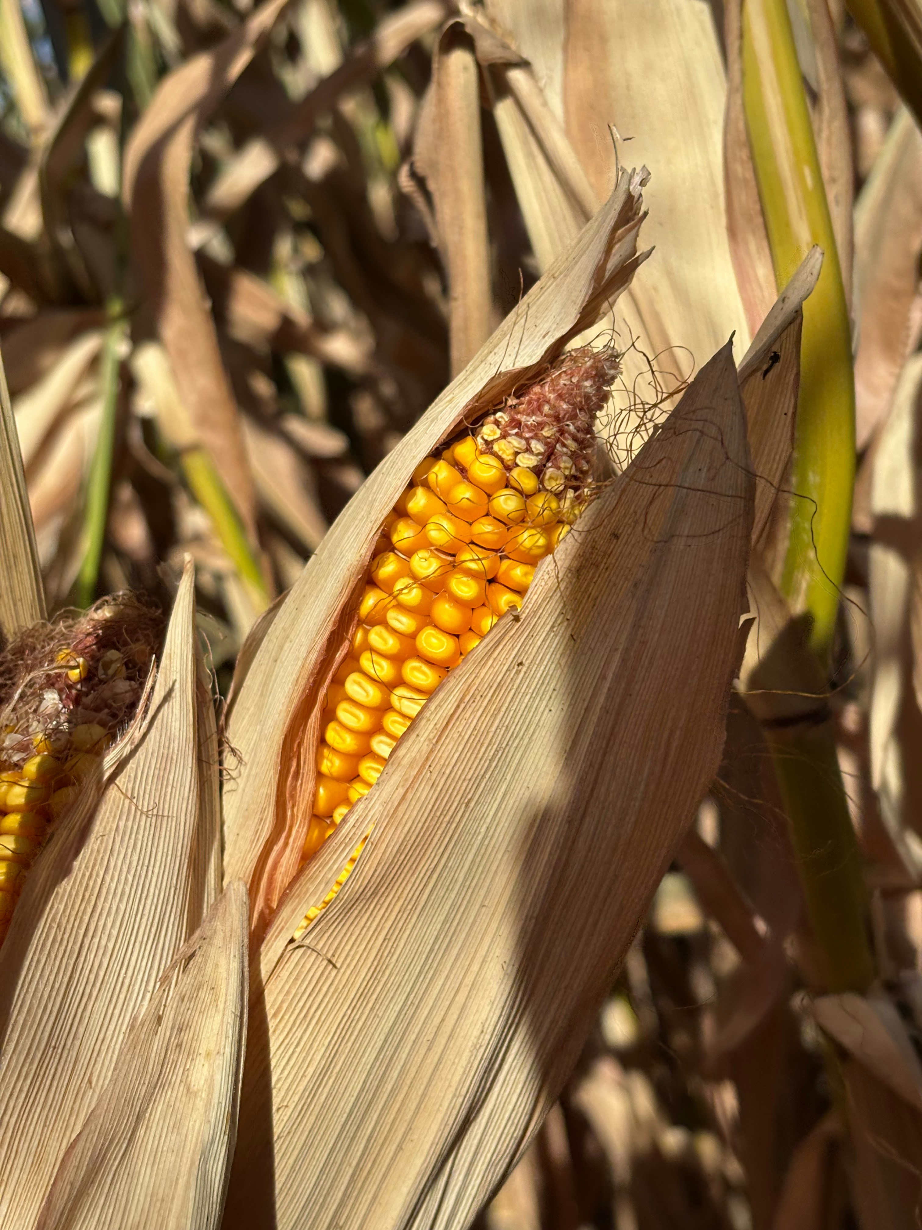 Golden Kernels Peeking Through Dried Cob Skins