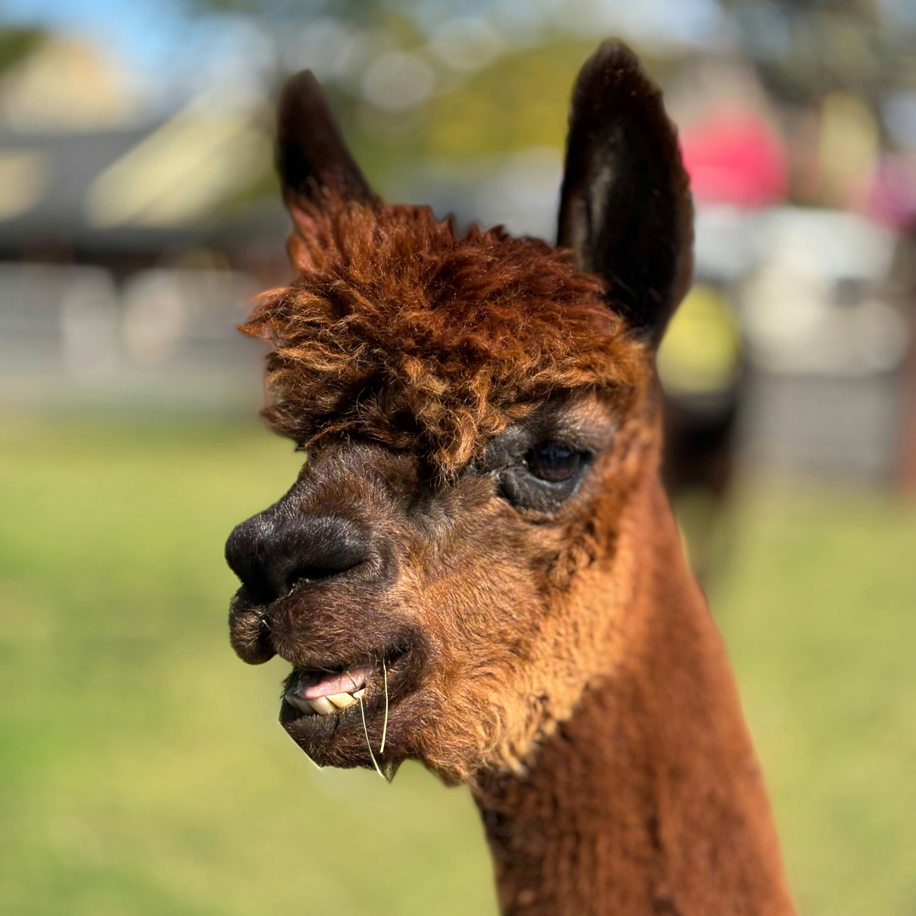 Close-up of an alpaca portrait with a blurred pasture backdrop