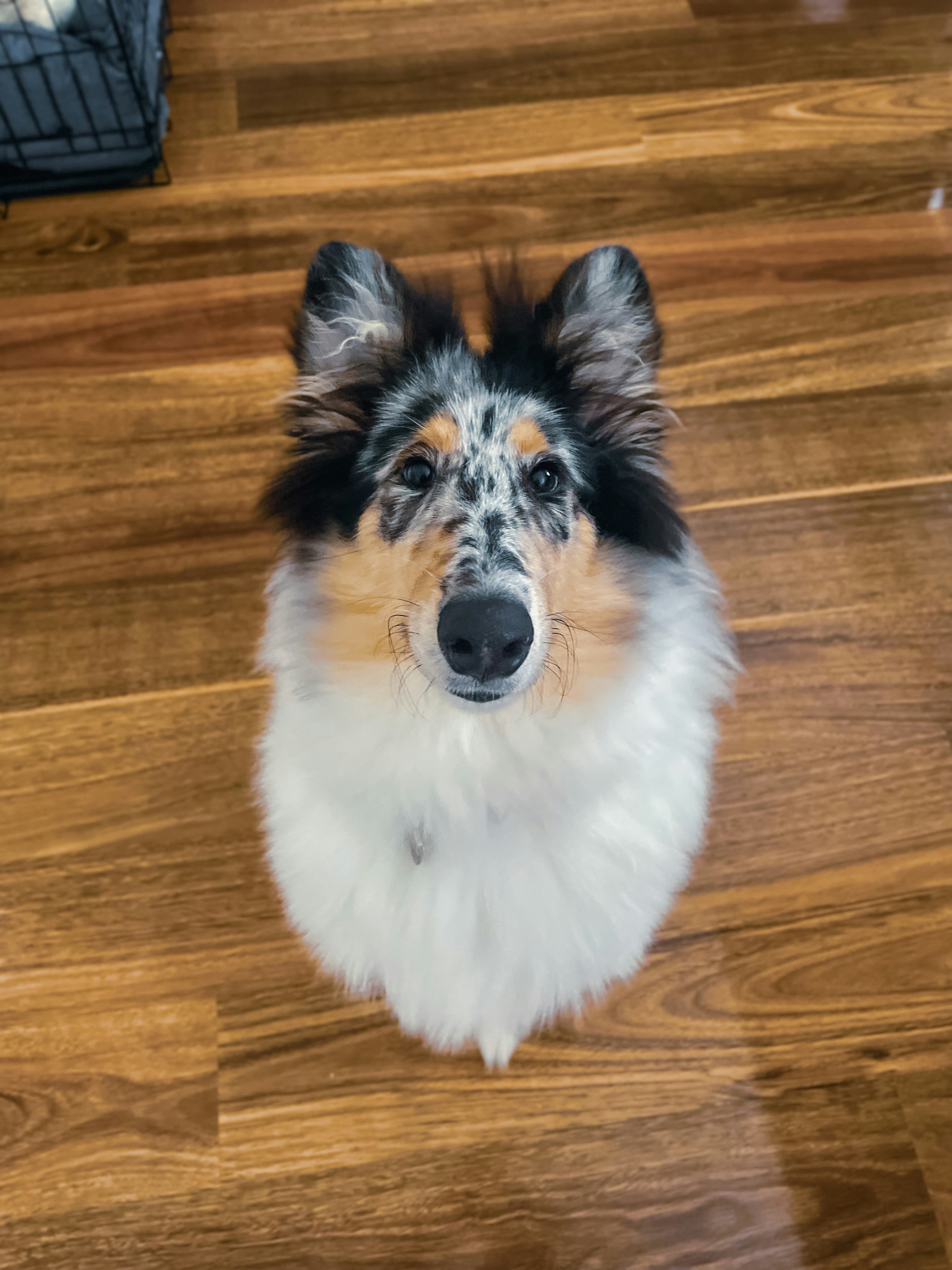 Centered Sheltie Stare: A Warm Indoor Portrait
