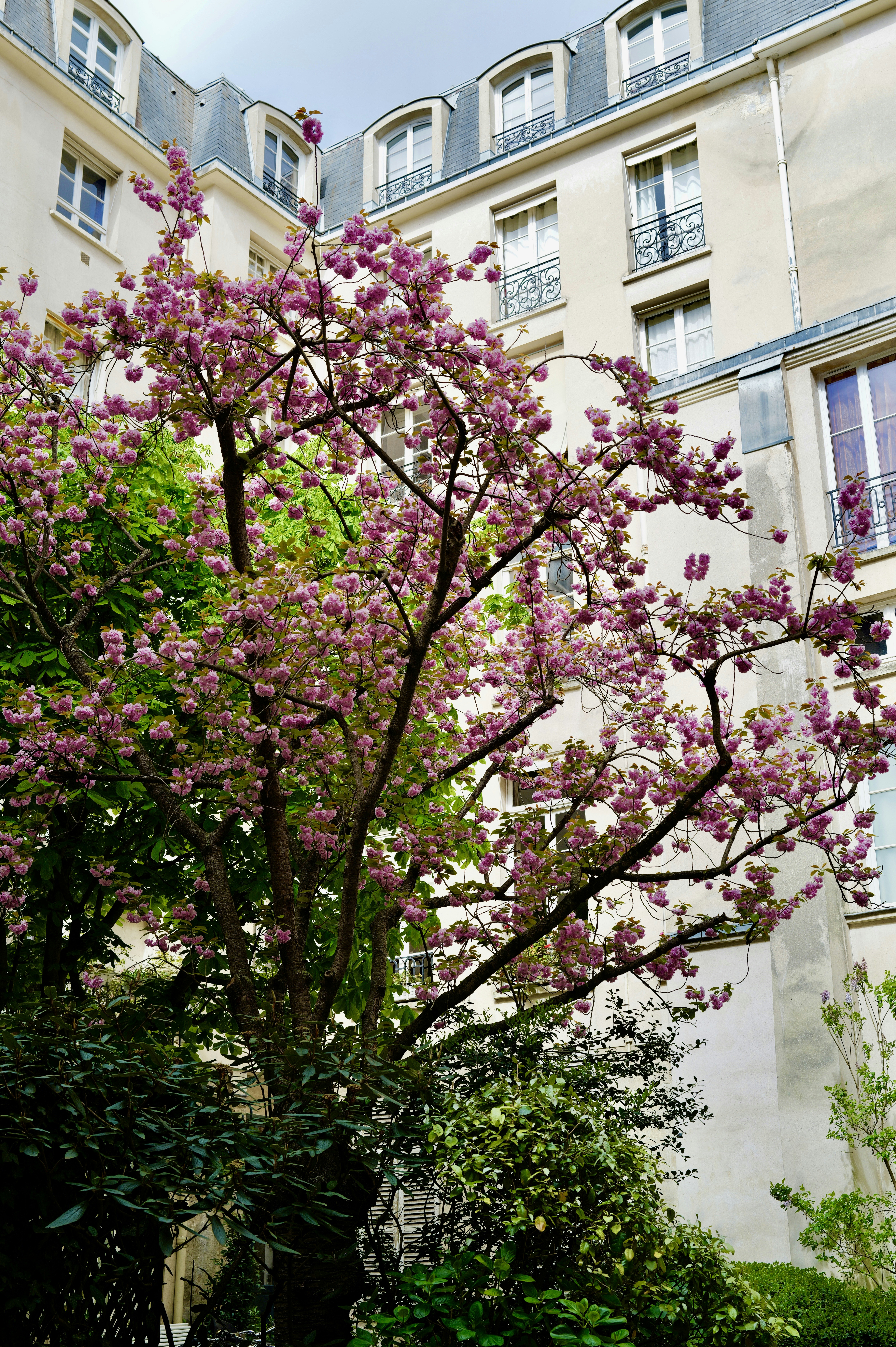 Blossoms in an Urban Courtyard: Pink Spring Amid Facades