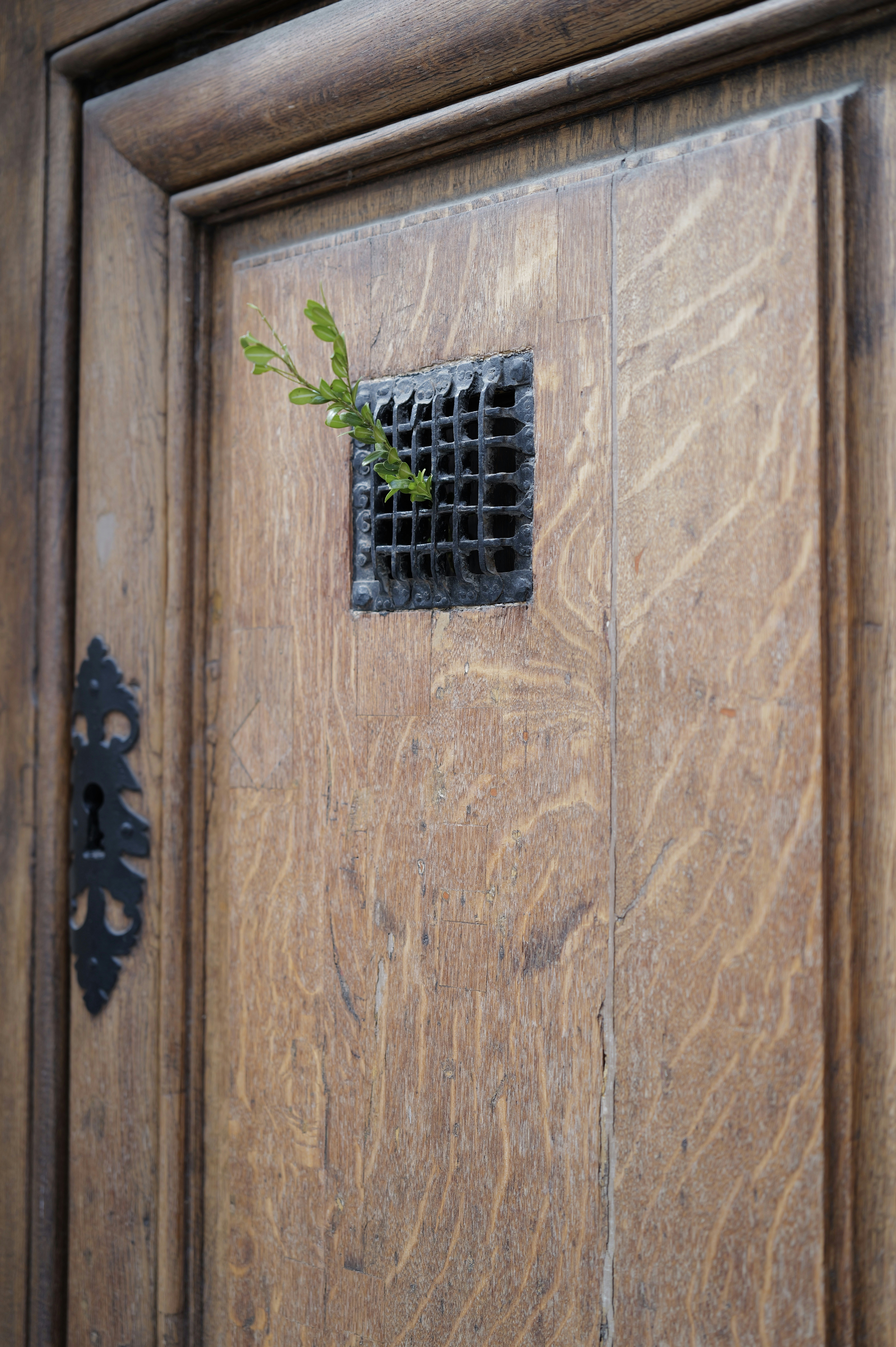 A Sprout in the Grate: Resilience through a Wooden Door