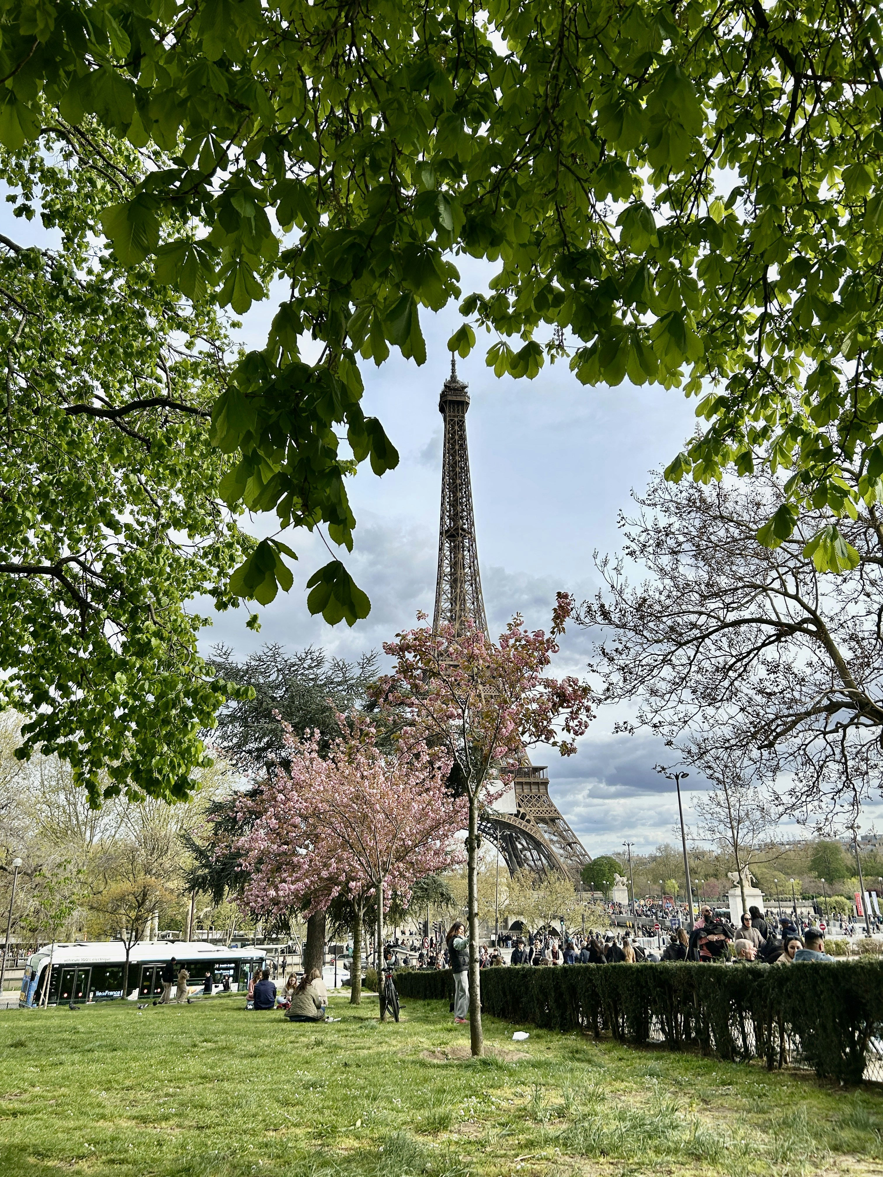 Springtime Picnic with the Eiffel Tower Framed by Green Canopy