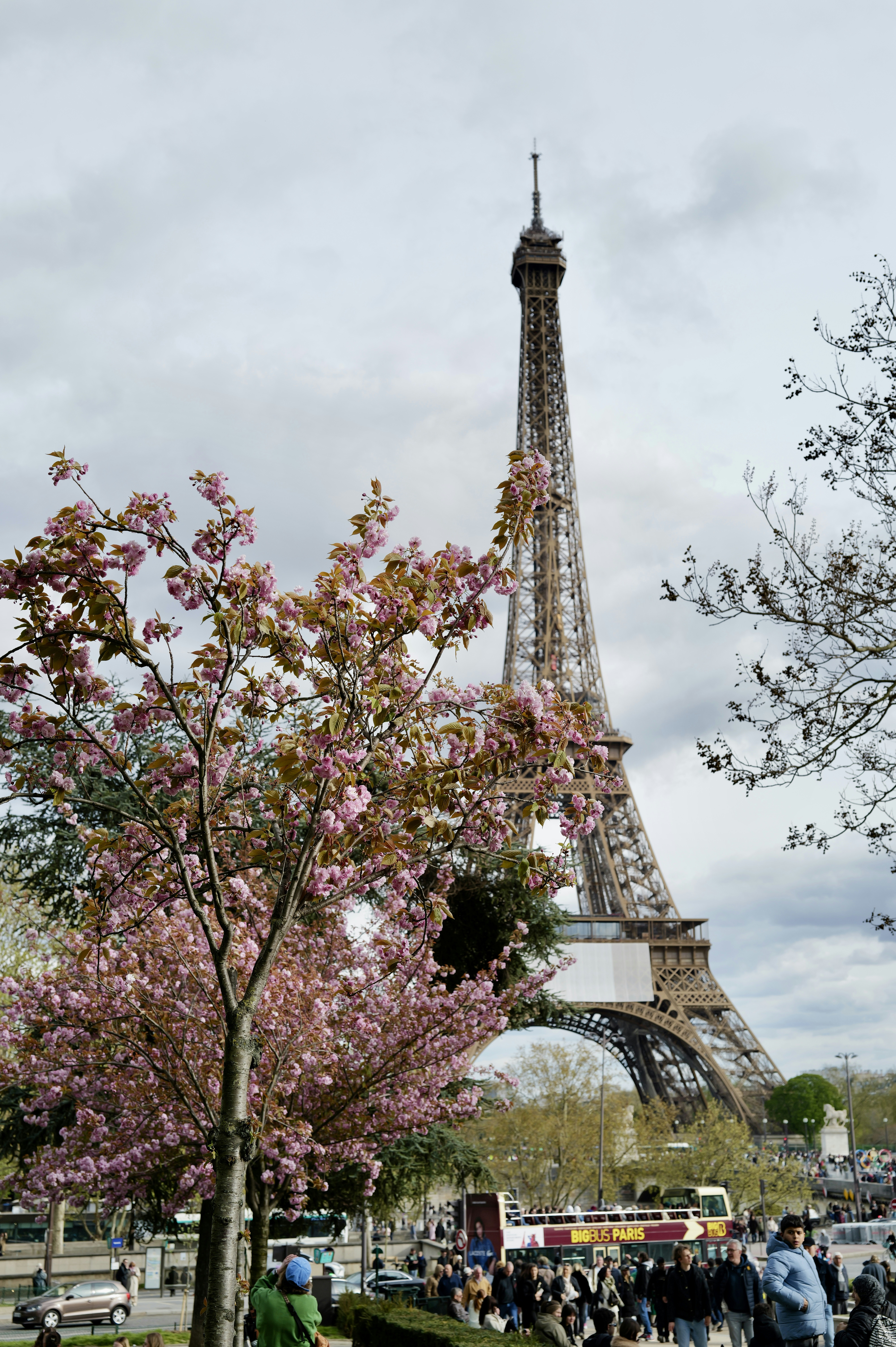 Blossoms Before the Iron Lady