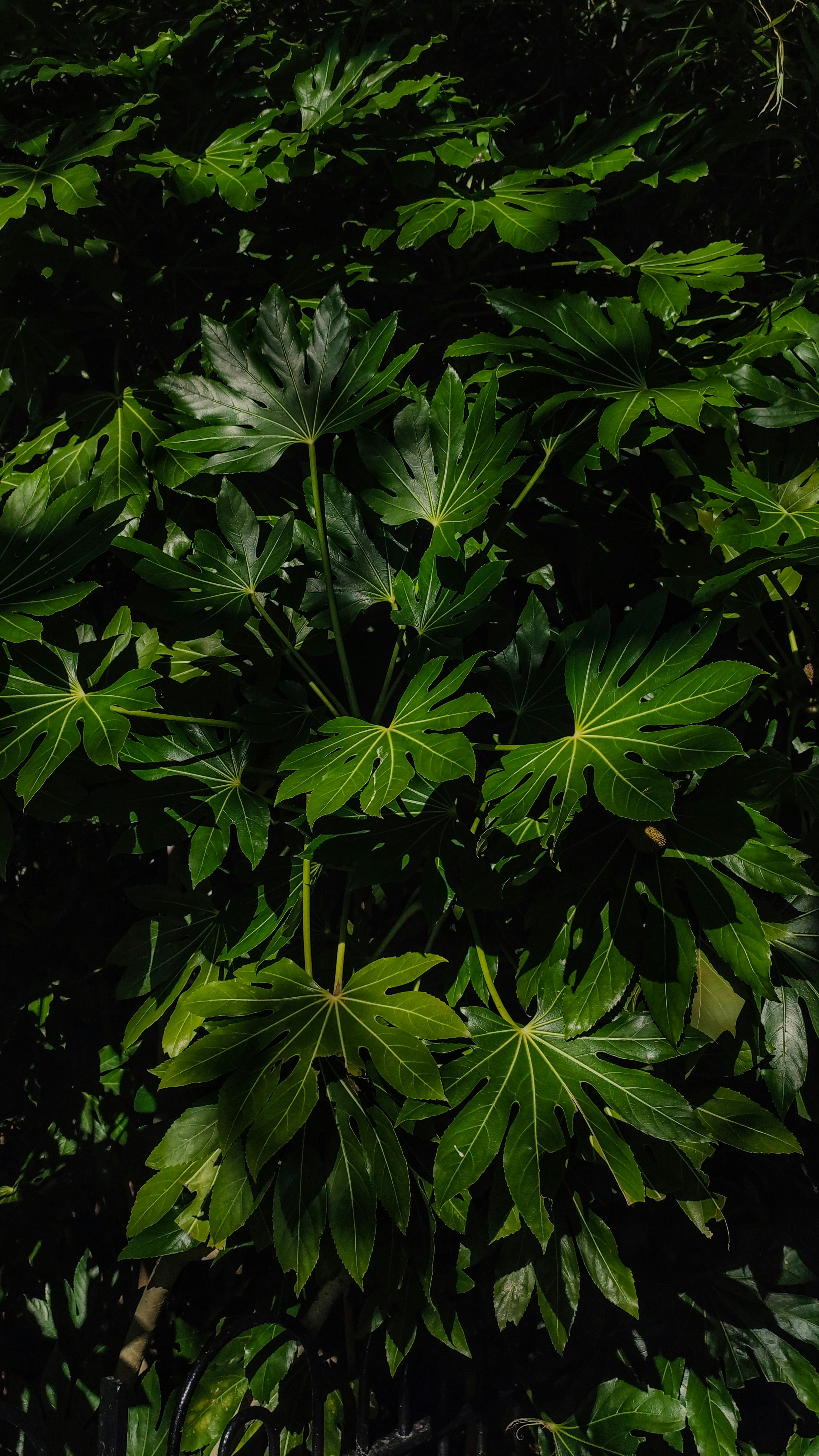 Sunlit Palmate Leaves: A Dense Carpet of Green Variety