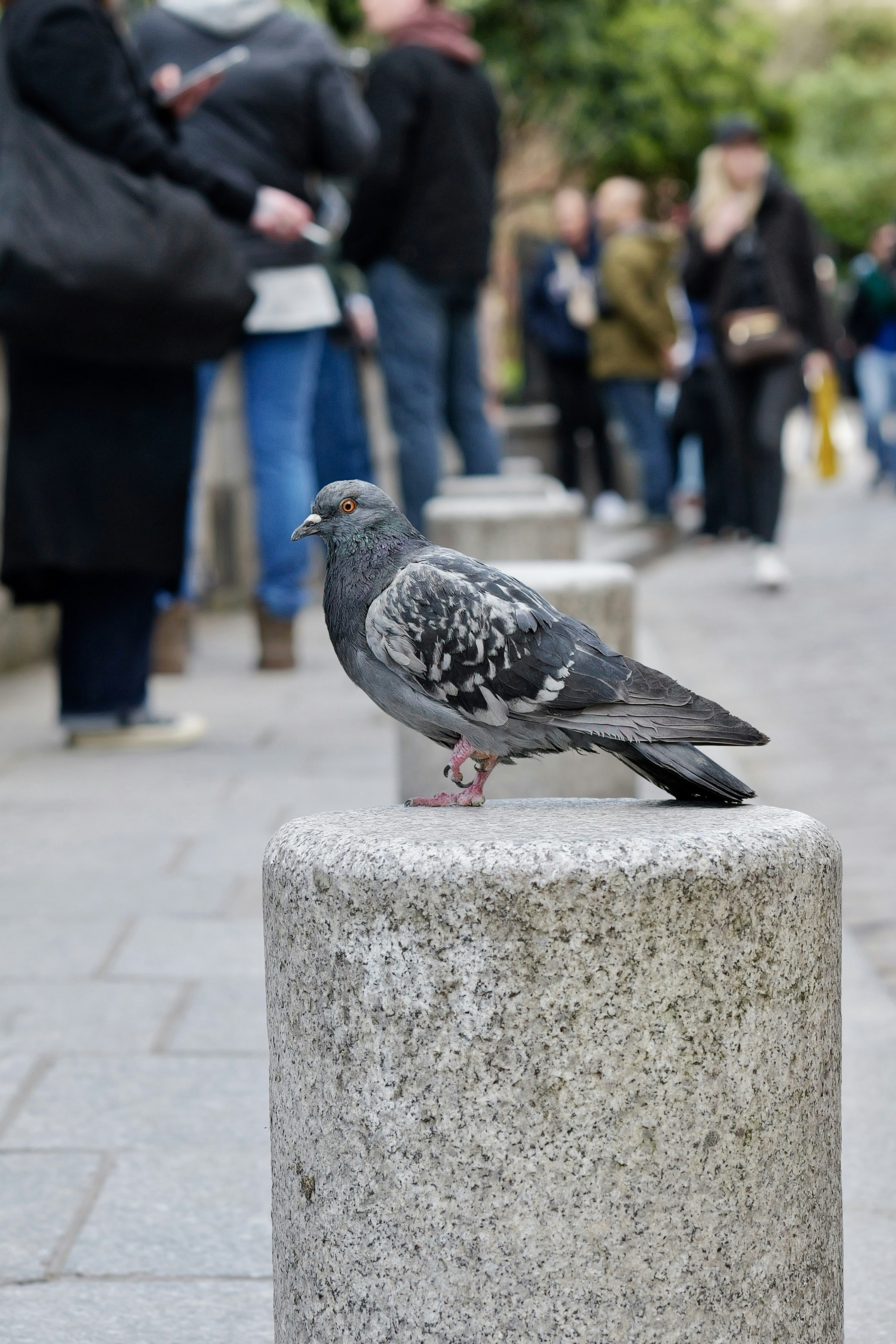 Pigeon on a Pylon: urban perch amid passing bustle