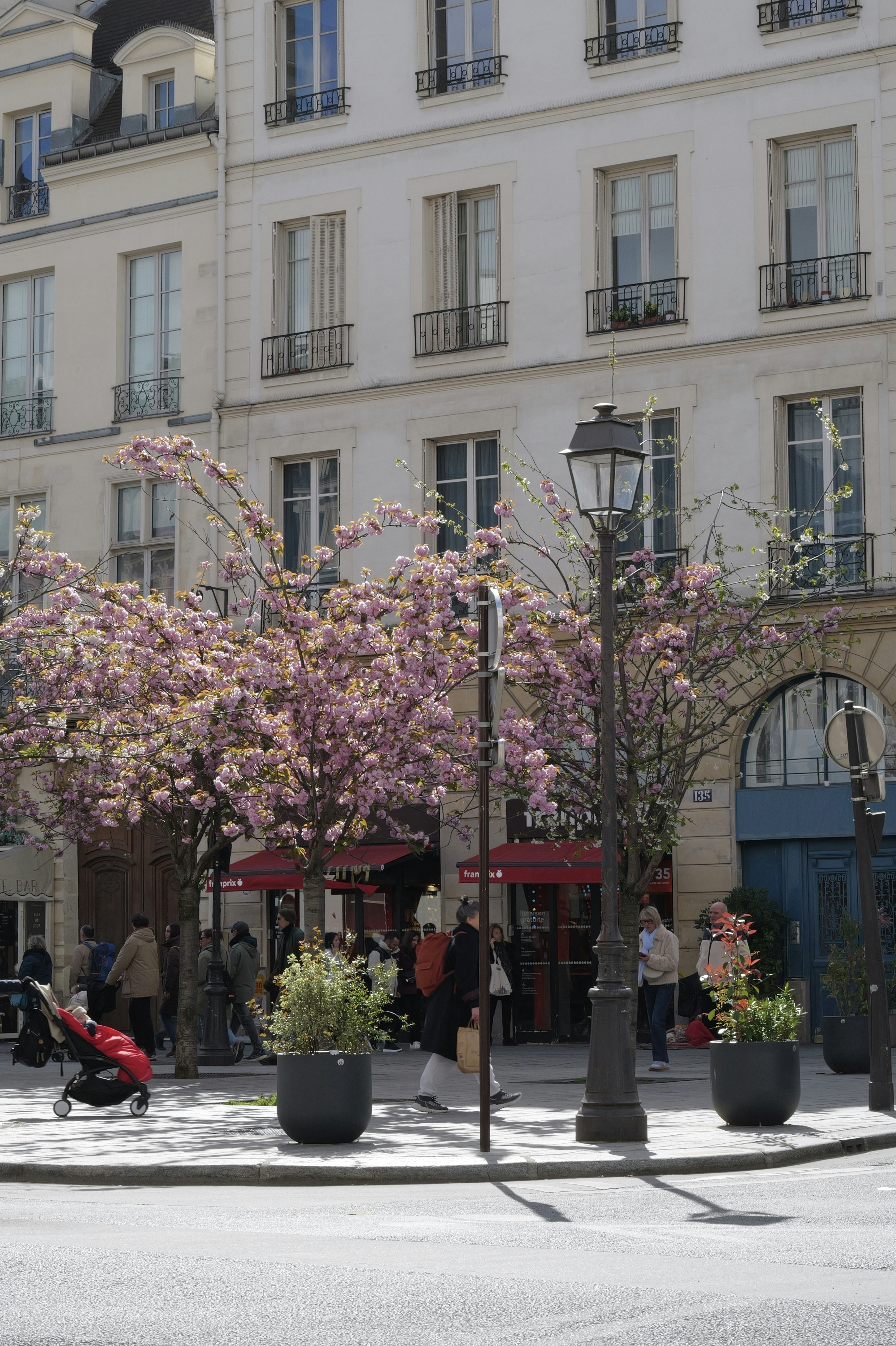 Blossoms and Boulevard: Parisian Street Life Under Spring Light