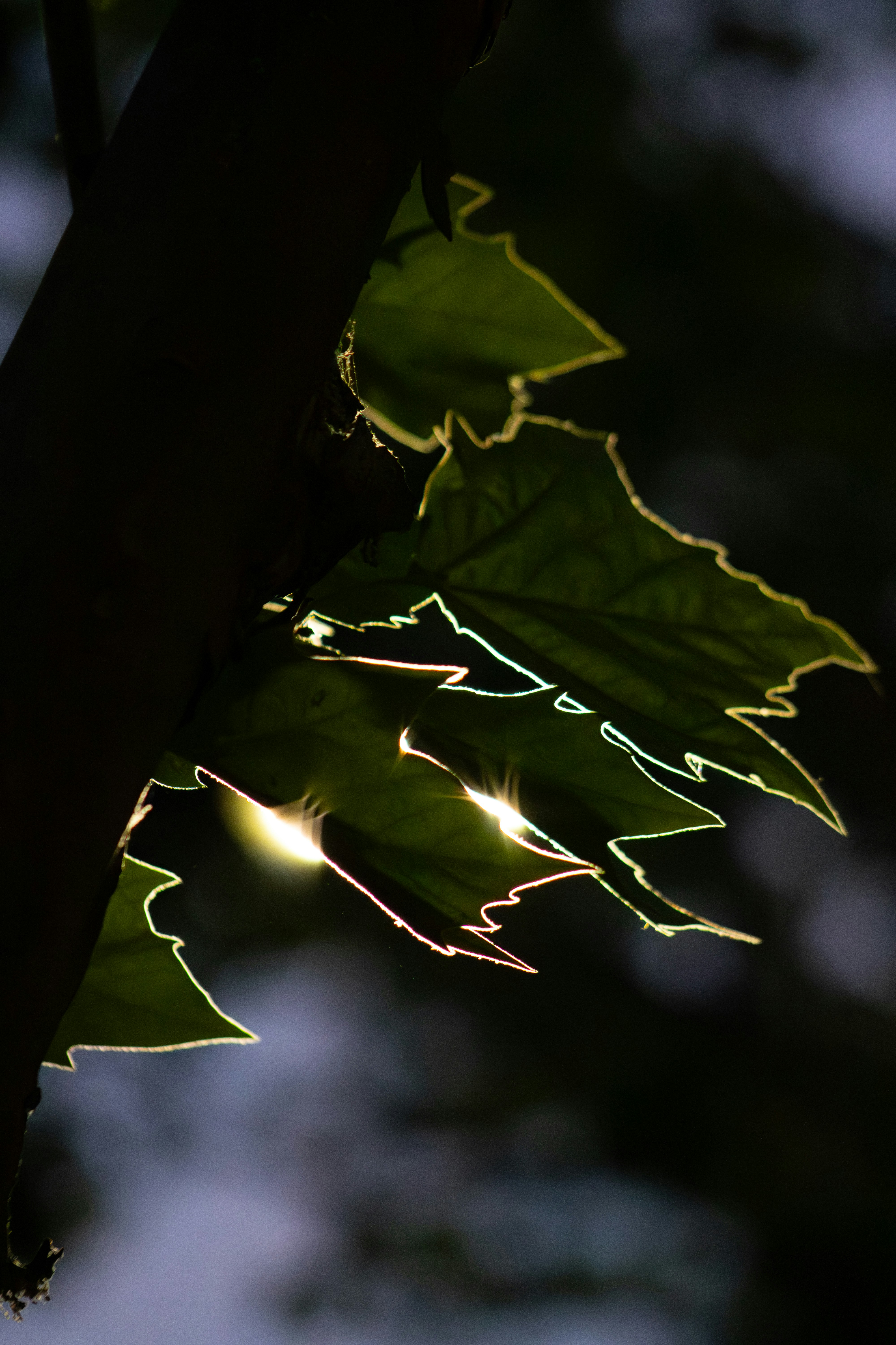 Backlit Grapevine: Neon Edge Lighting Traces the Leaf Serrations