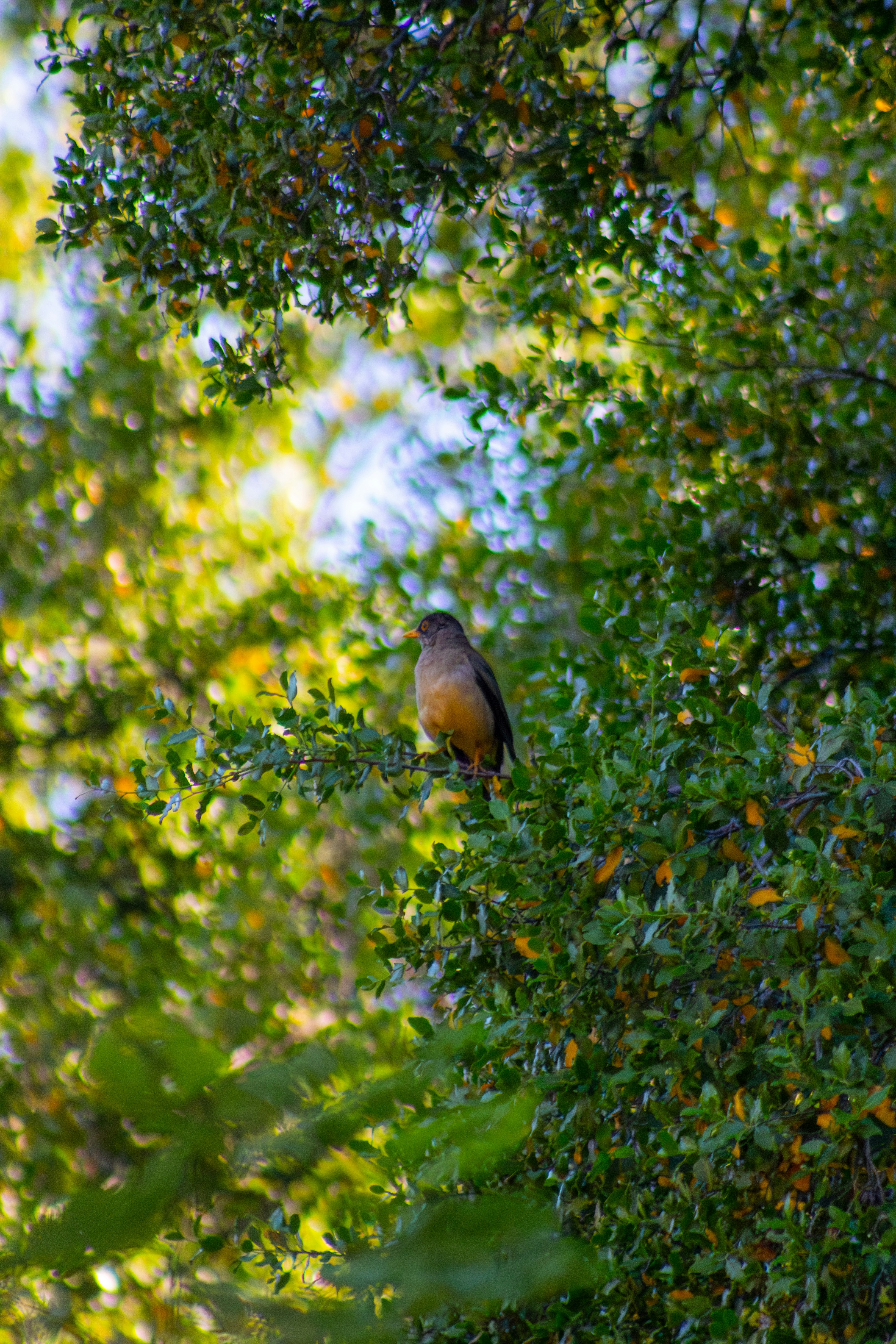 Azure-green canopy and a lone bird: a quiet moment in dappled light