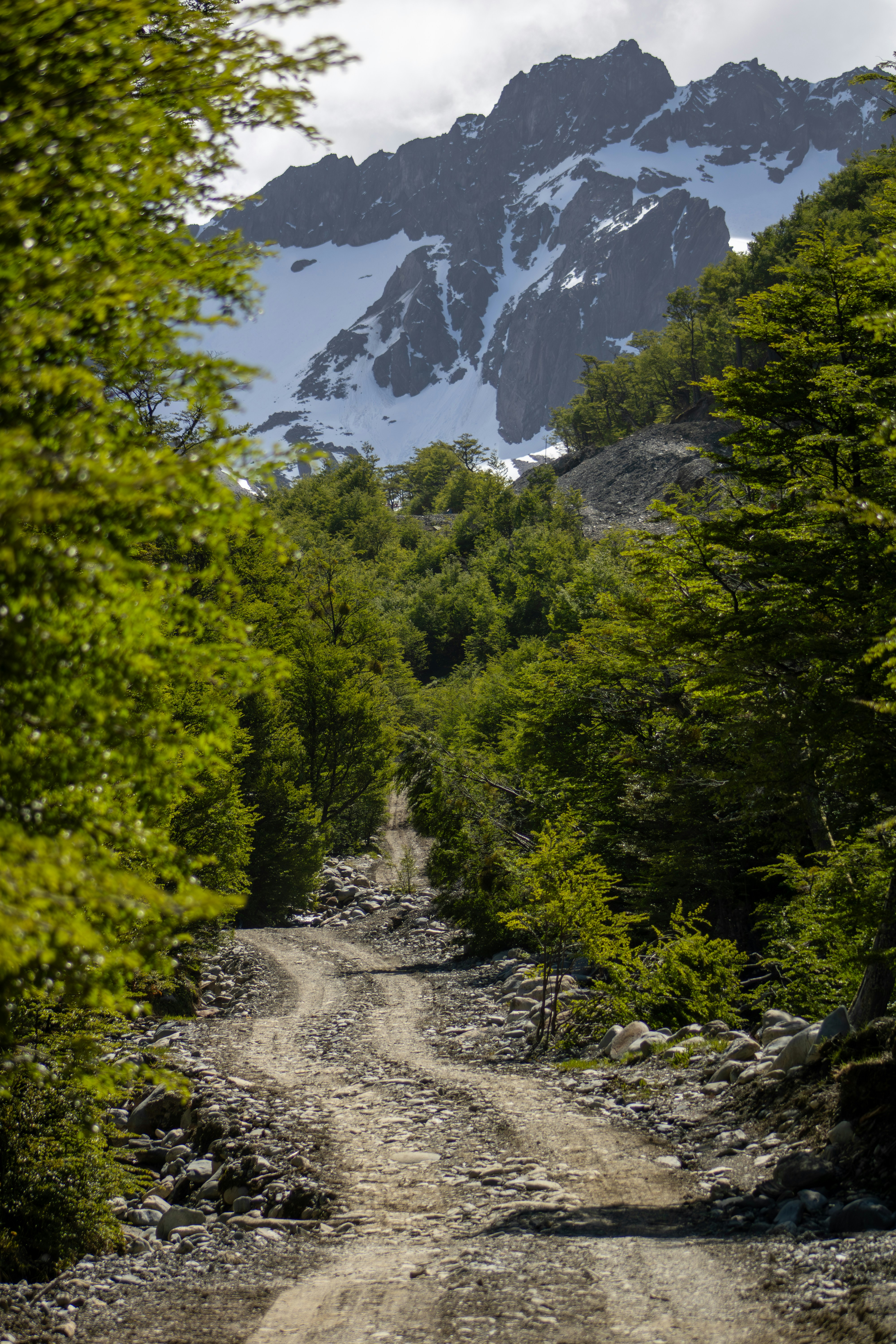 Snow-capped Peak Framed by Green Corridor and Winding Gravel Path