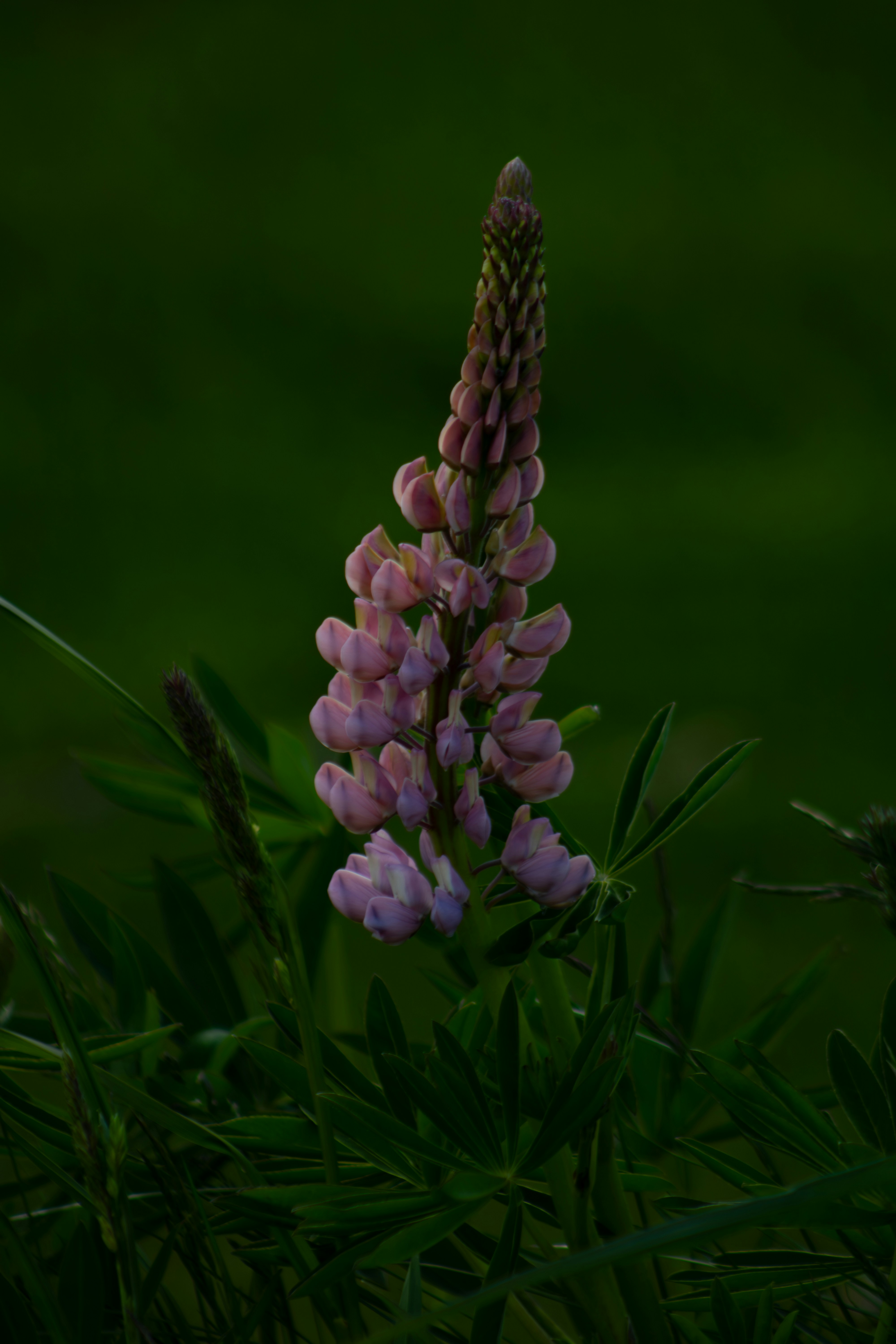 Purple Lupine Spike Reaching Toward a Quiet Green Backdrop