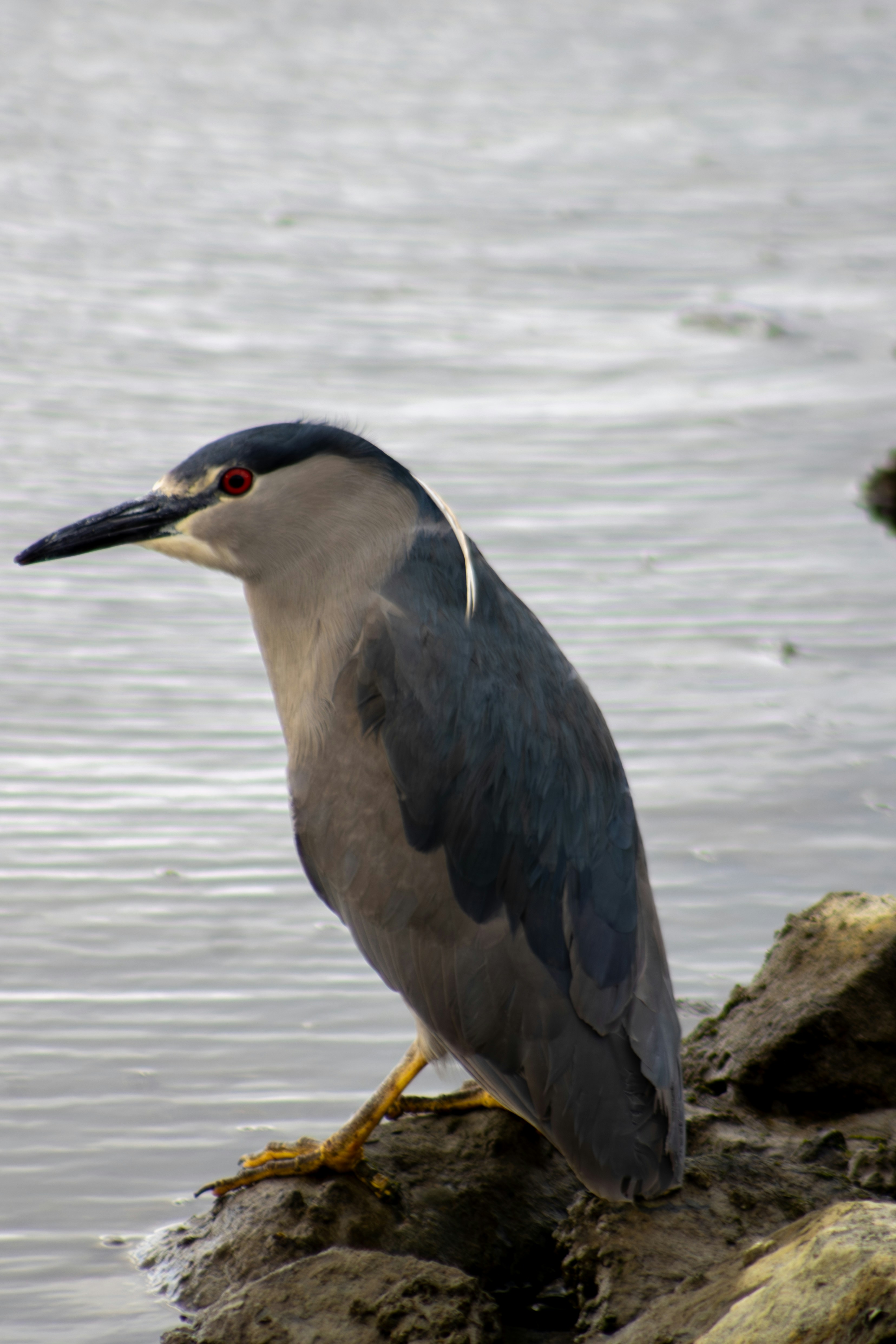 Red-eyed Heron at the Water's Edge
