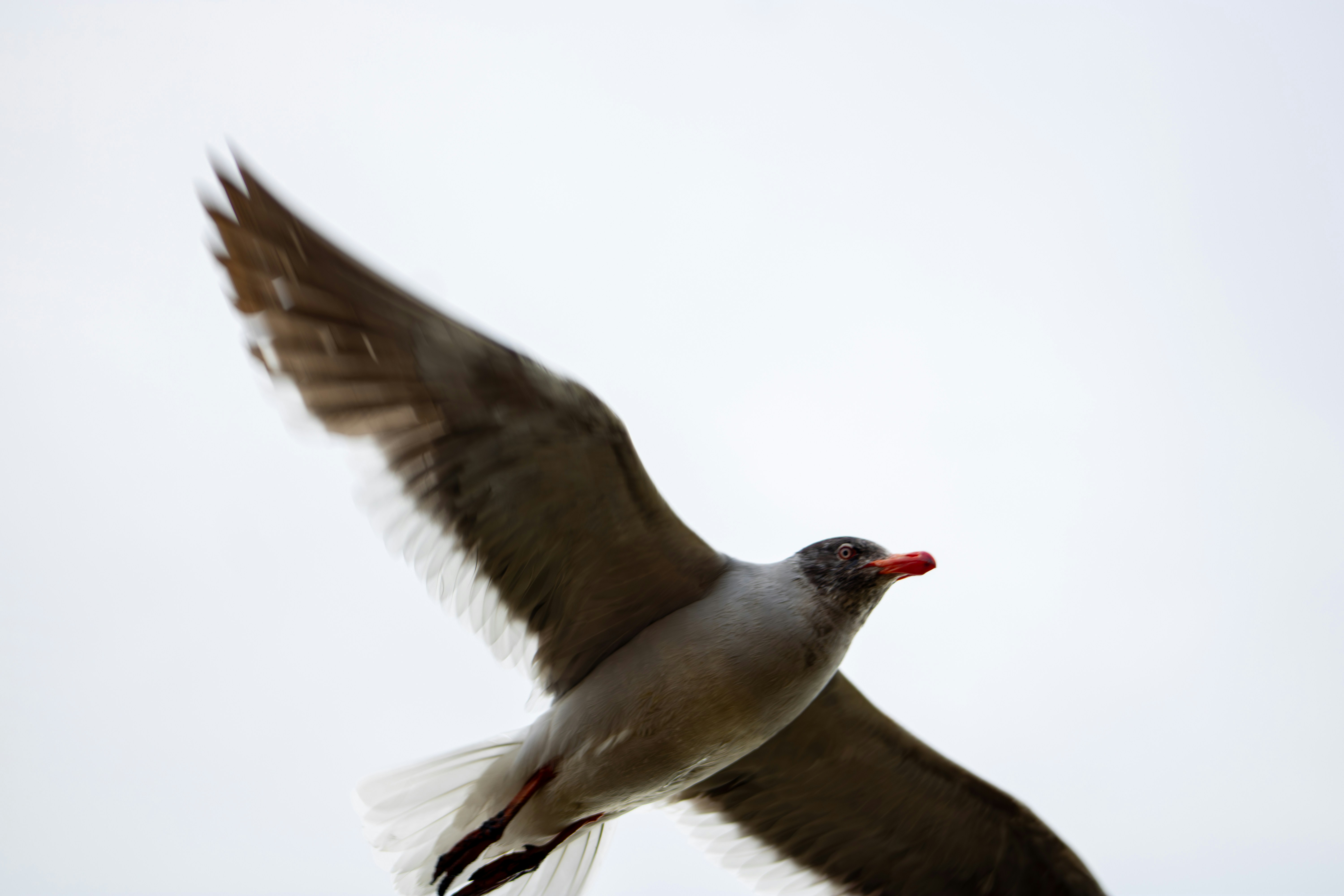 Red-beaked seabird in mid-flight against a pale sky